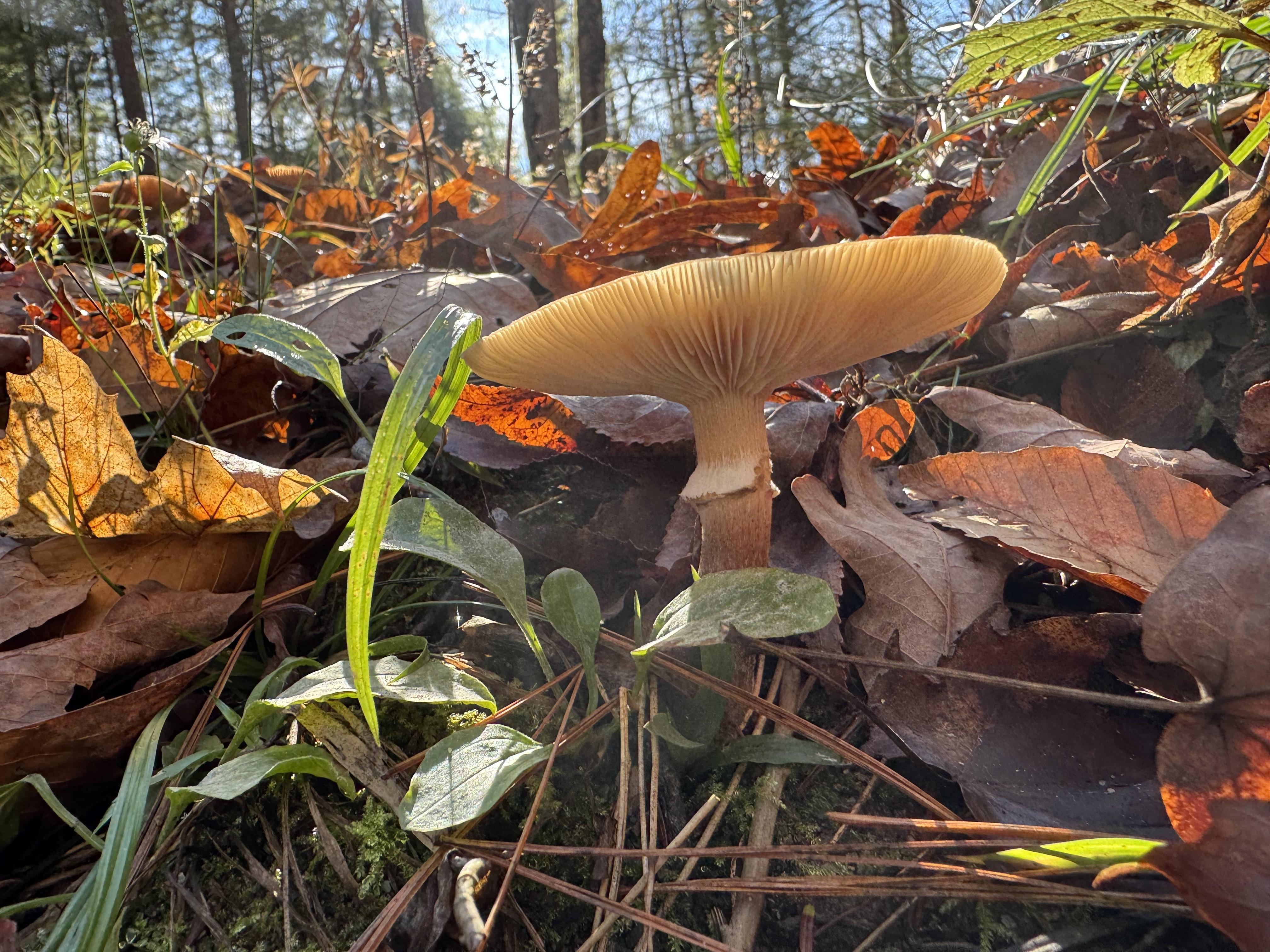 Mush love from western North Carolina | Scrolller