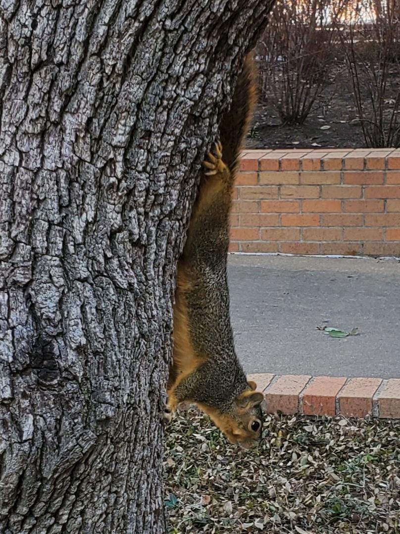 Discover more like Squirrels: Spring has sprung and Related Content ...