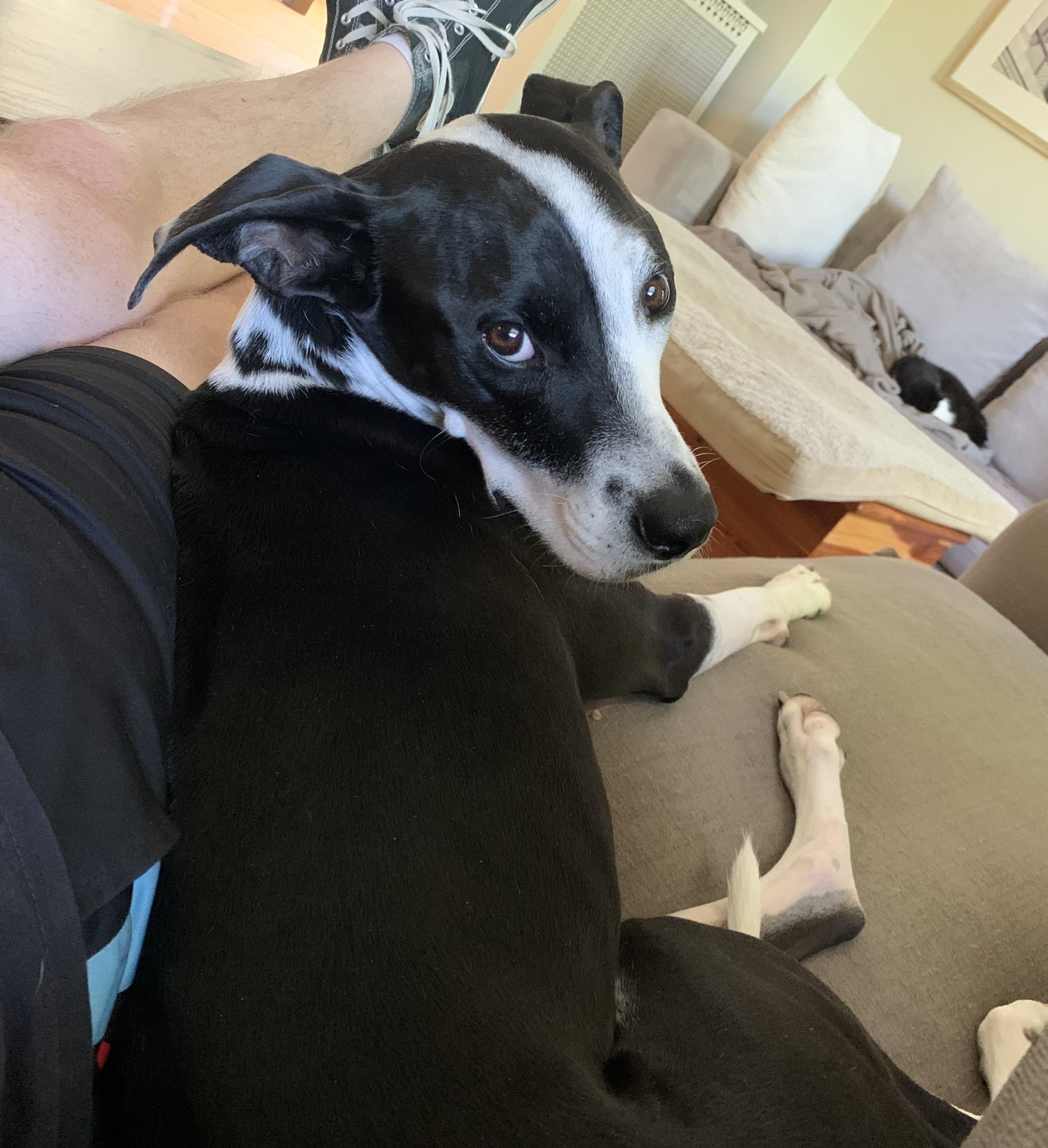 My Benny Bear | Scrolller