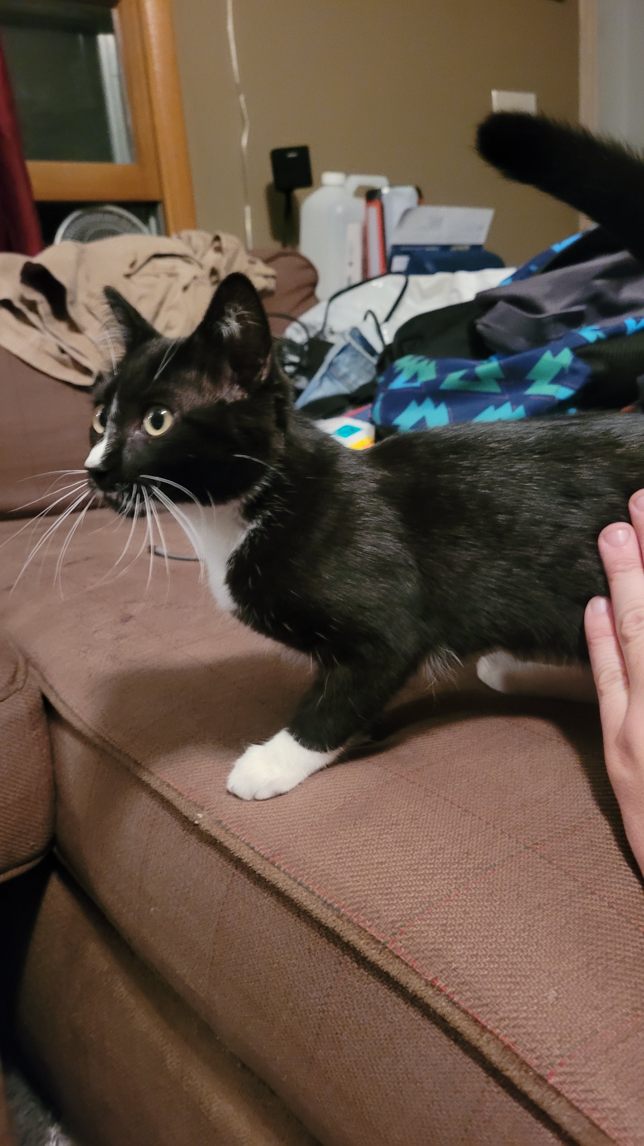 Discover more like TuxedoCats: The Kitten Distribution System finally got me. Meet Tenderloin ...