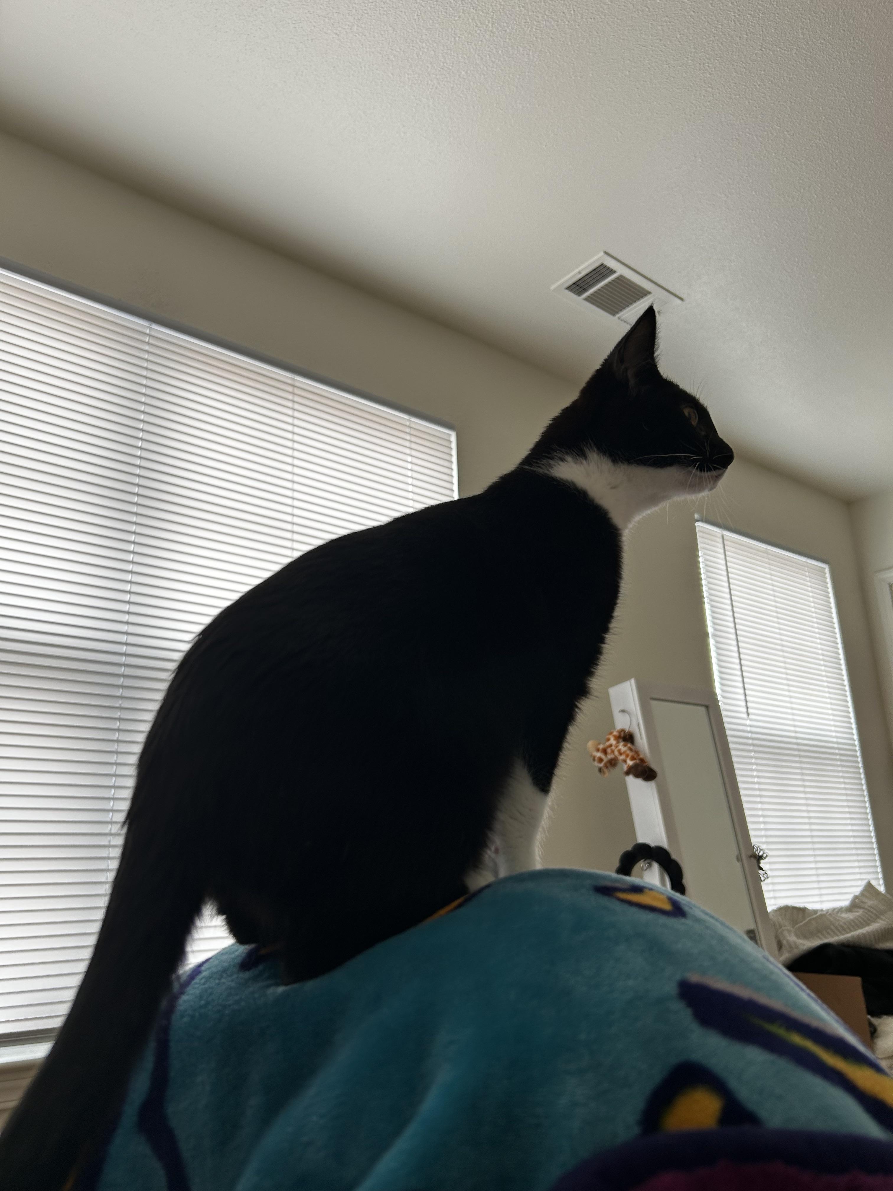 Why is she kinda evil but rlly rlly cute | Scrolller