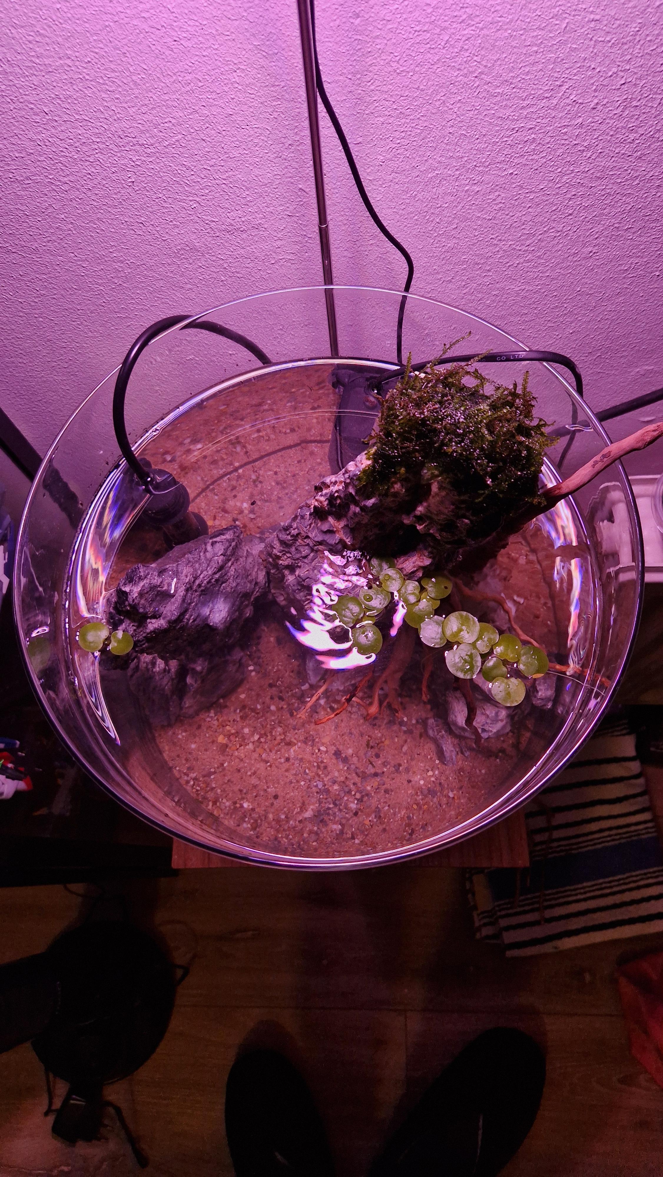 6.5 gallon vase | Scrolller