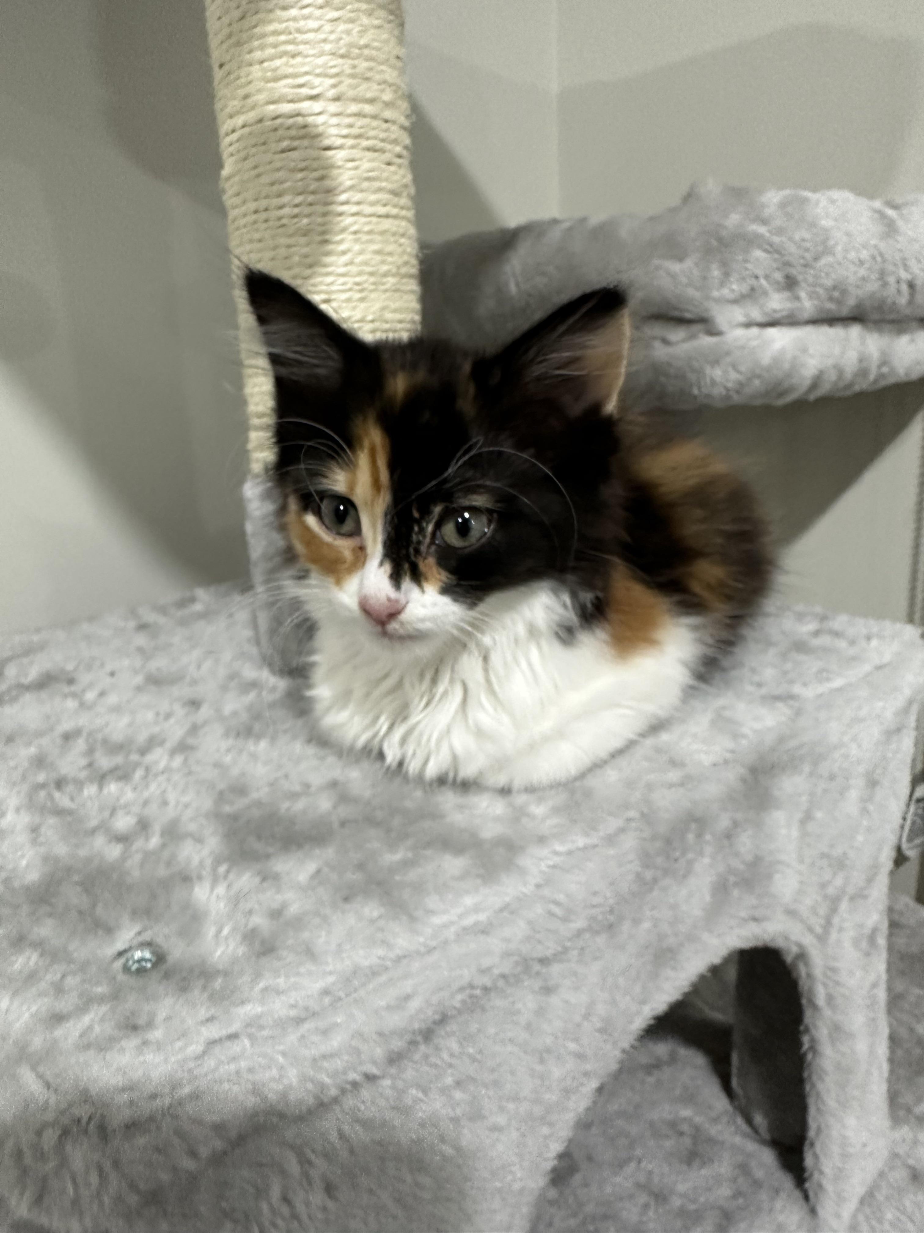 Loaf evolution | Scrolller