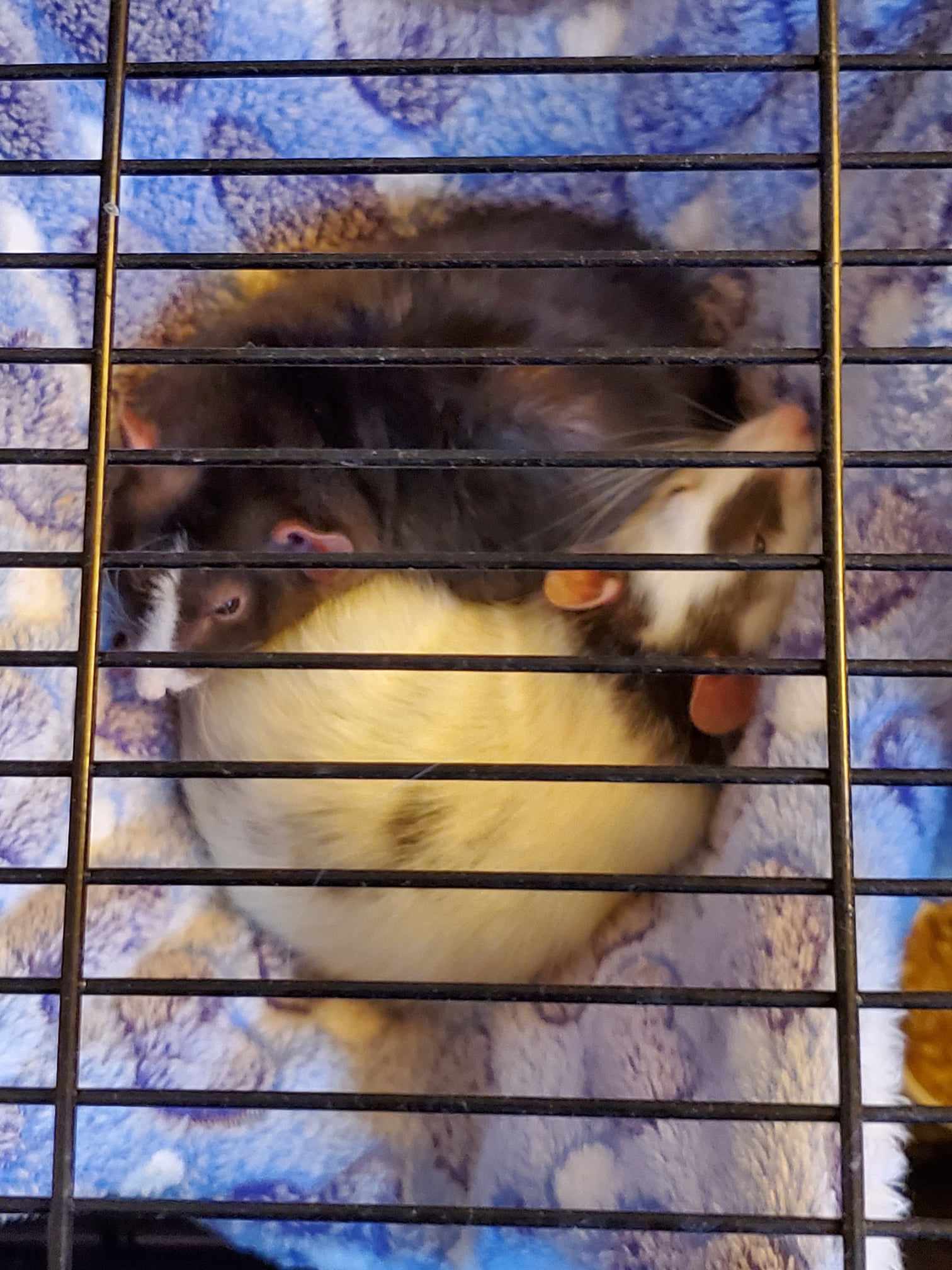 I made a some tufted art of our sweet babies Emmy and Lucy. | Scrolller