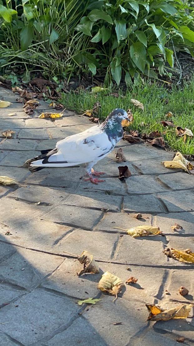 Anyone missing this fella in NY | Scrolller