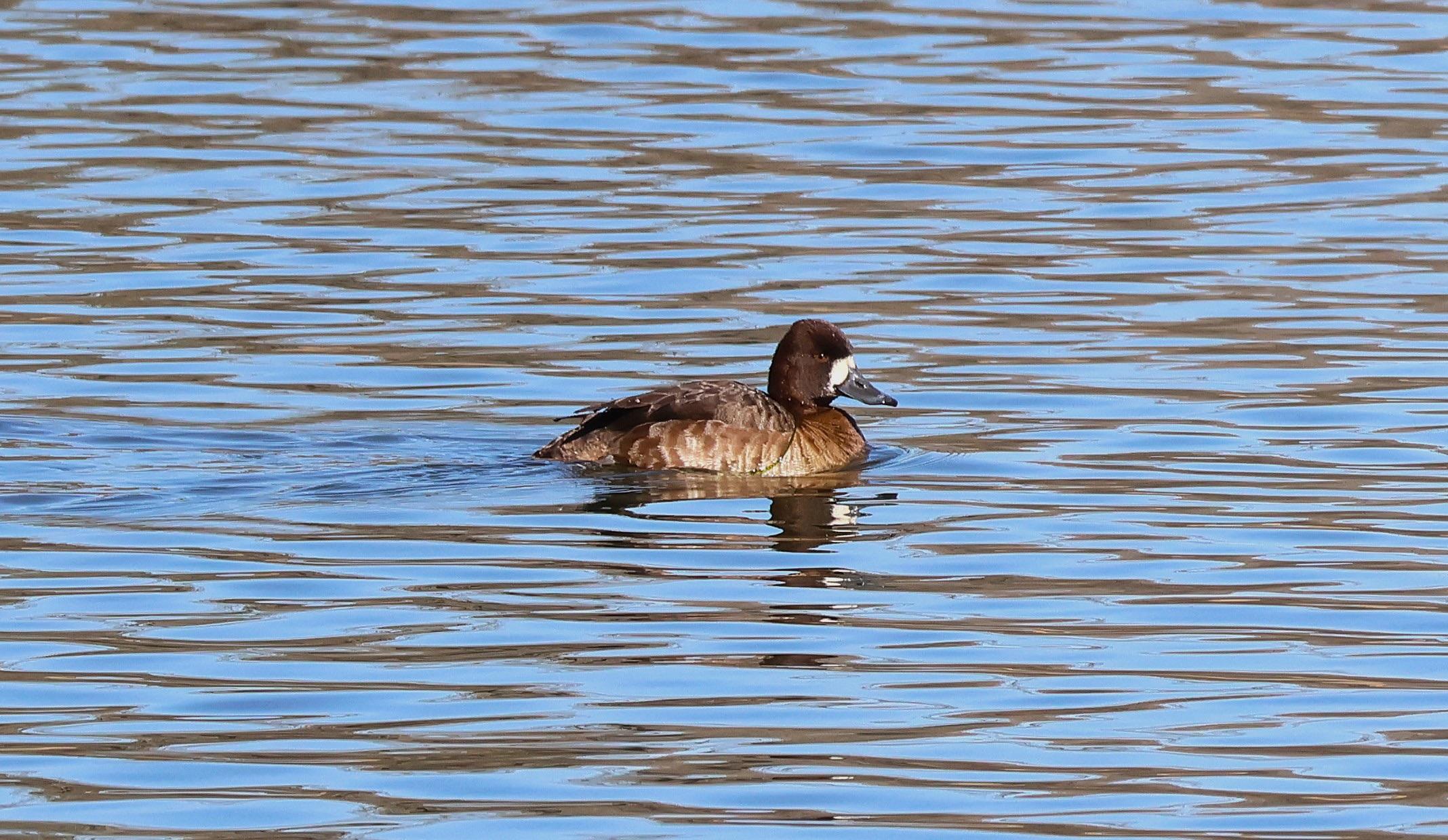 Spring friends are returning !! | Scrolller