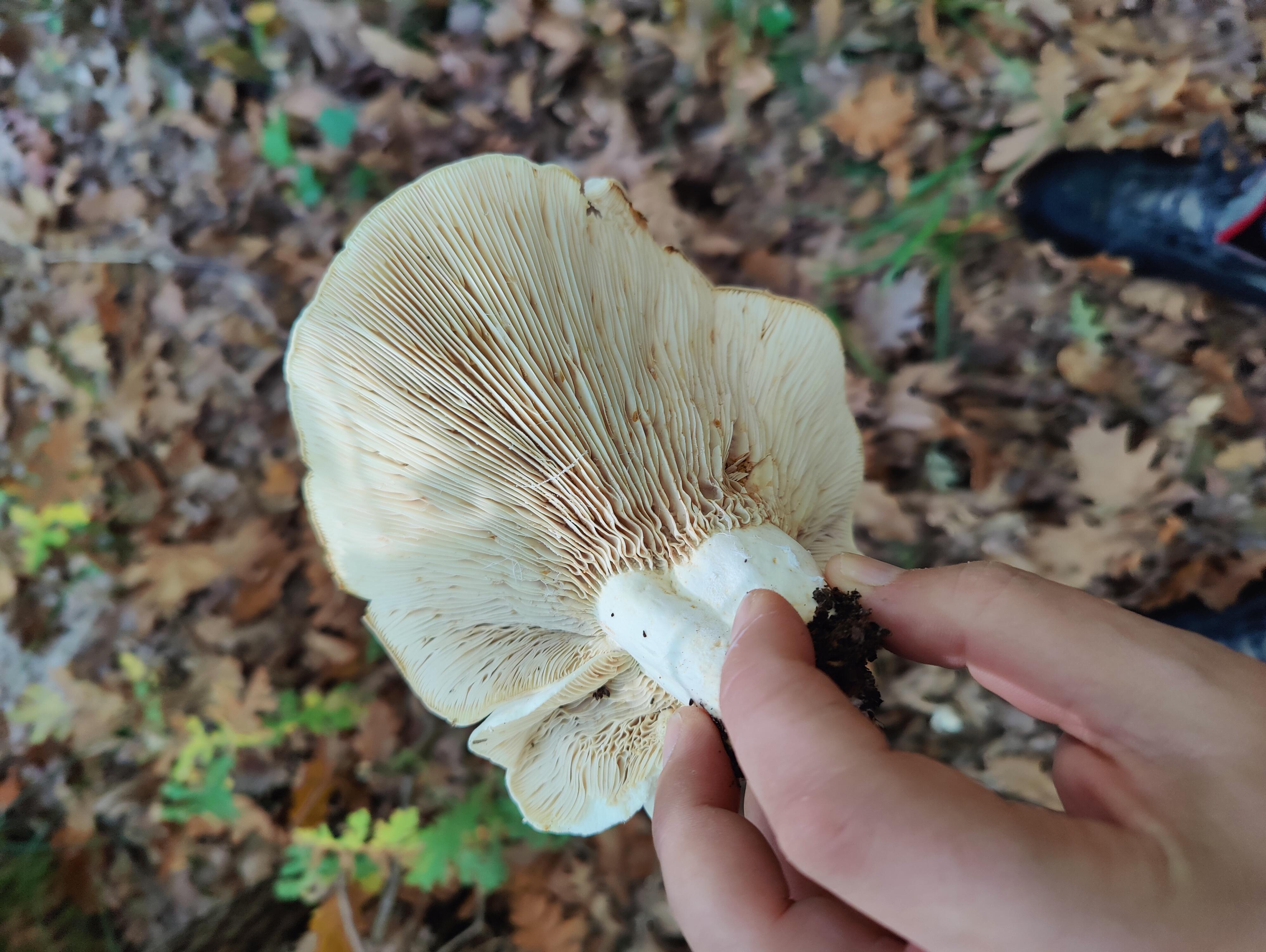 What are those mushrooms? | Scrolller