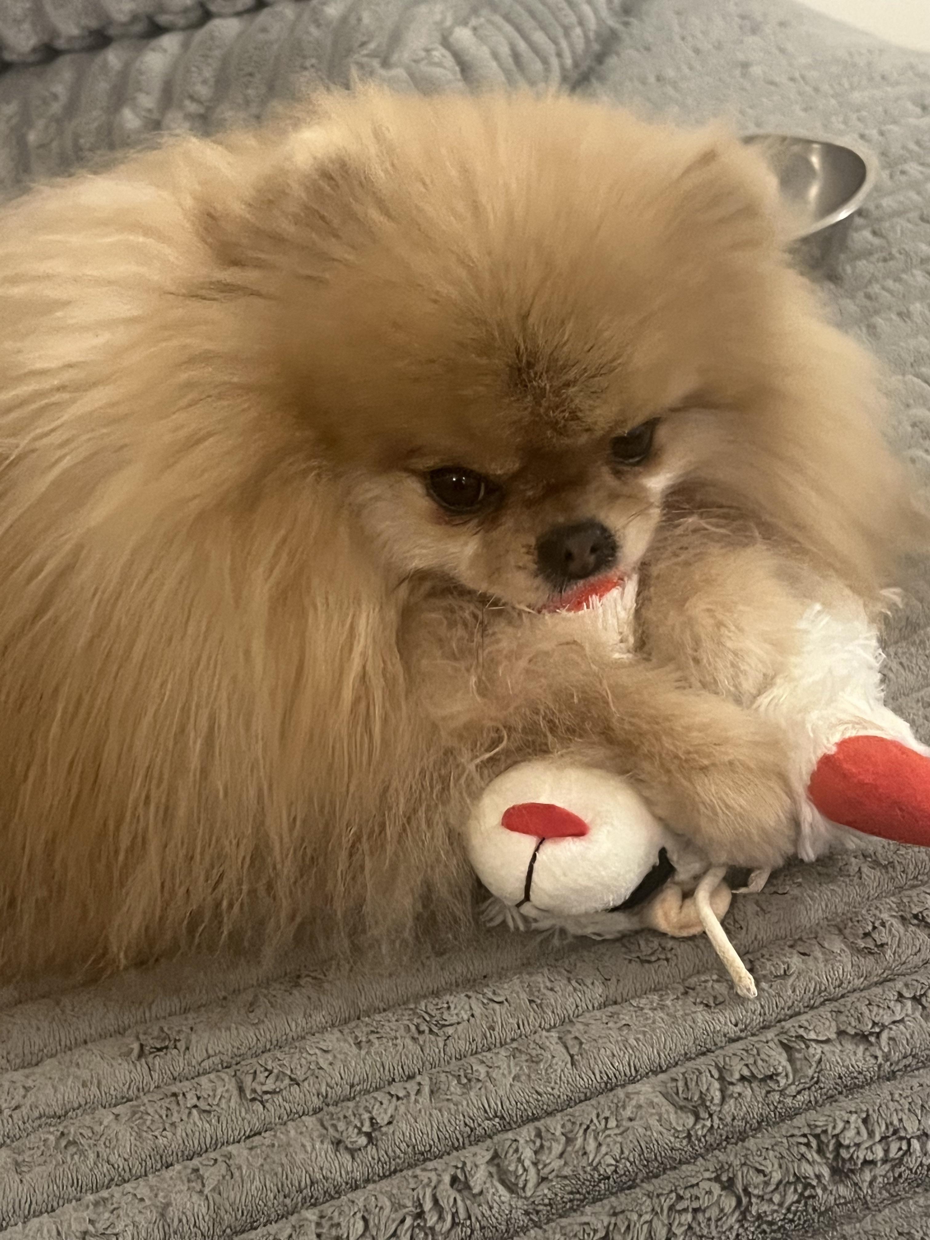 Nursing her lampchop 🥺 | Scrolller