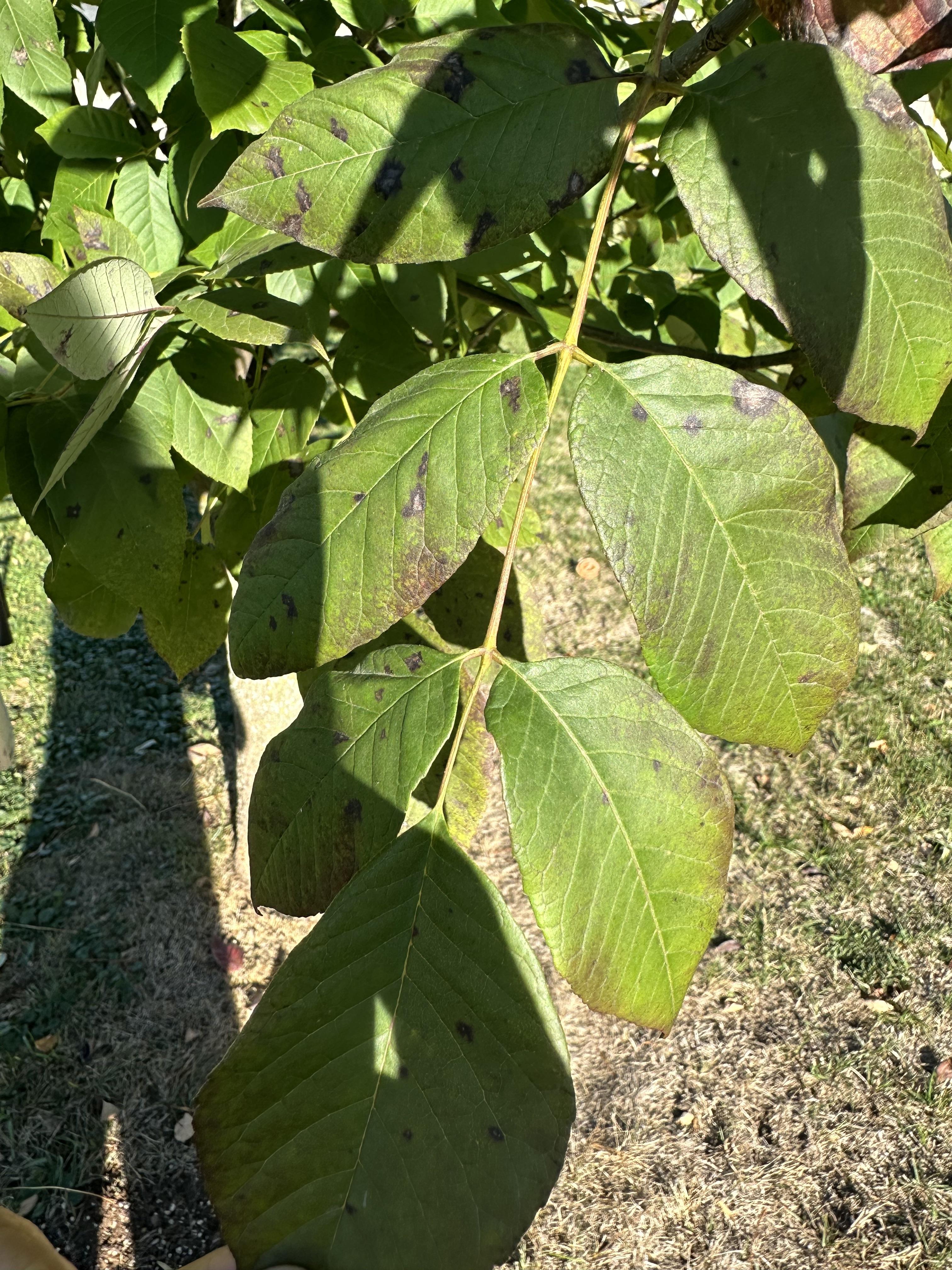 Can someone please help me identify this tree. Fort Wayne IN. | Scrolller