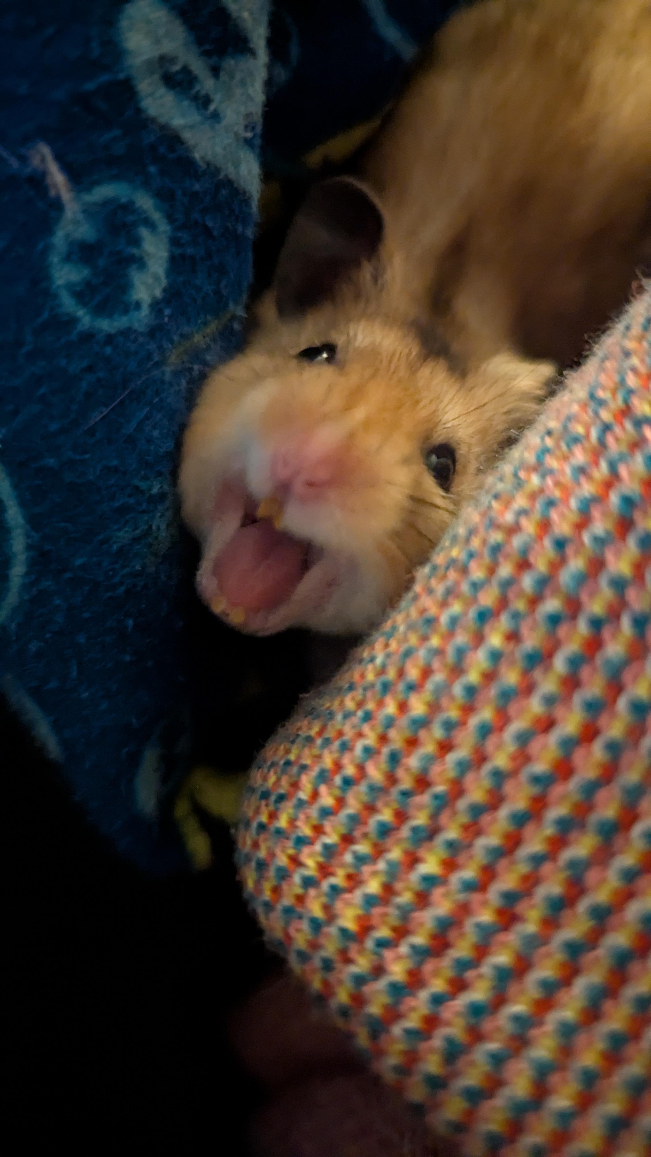 Theodore sleeping next to me, yawning while we watch a movie ️ | Scrolller