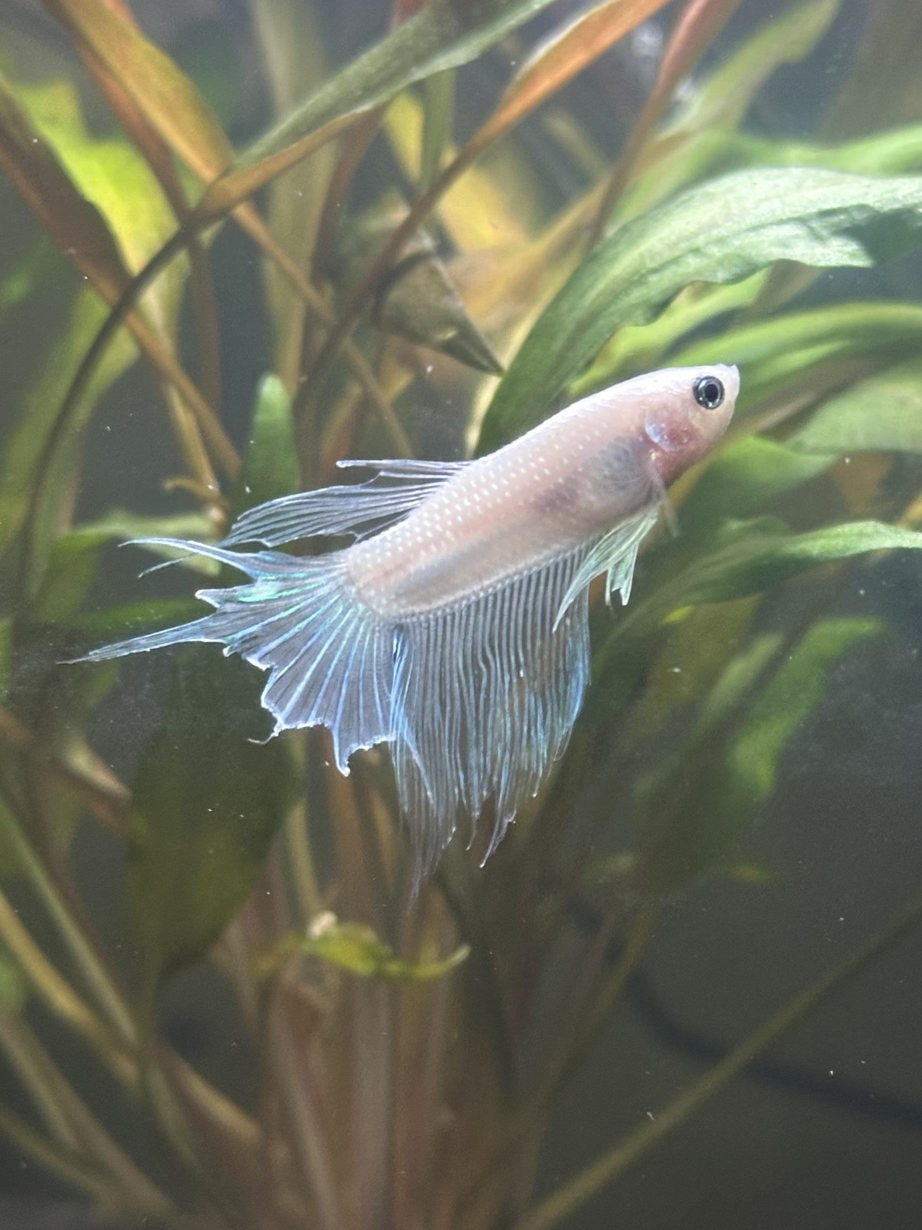 Help on rescued betta! | Scrolller