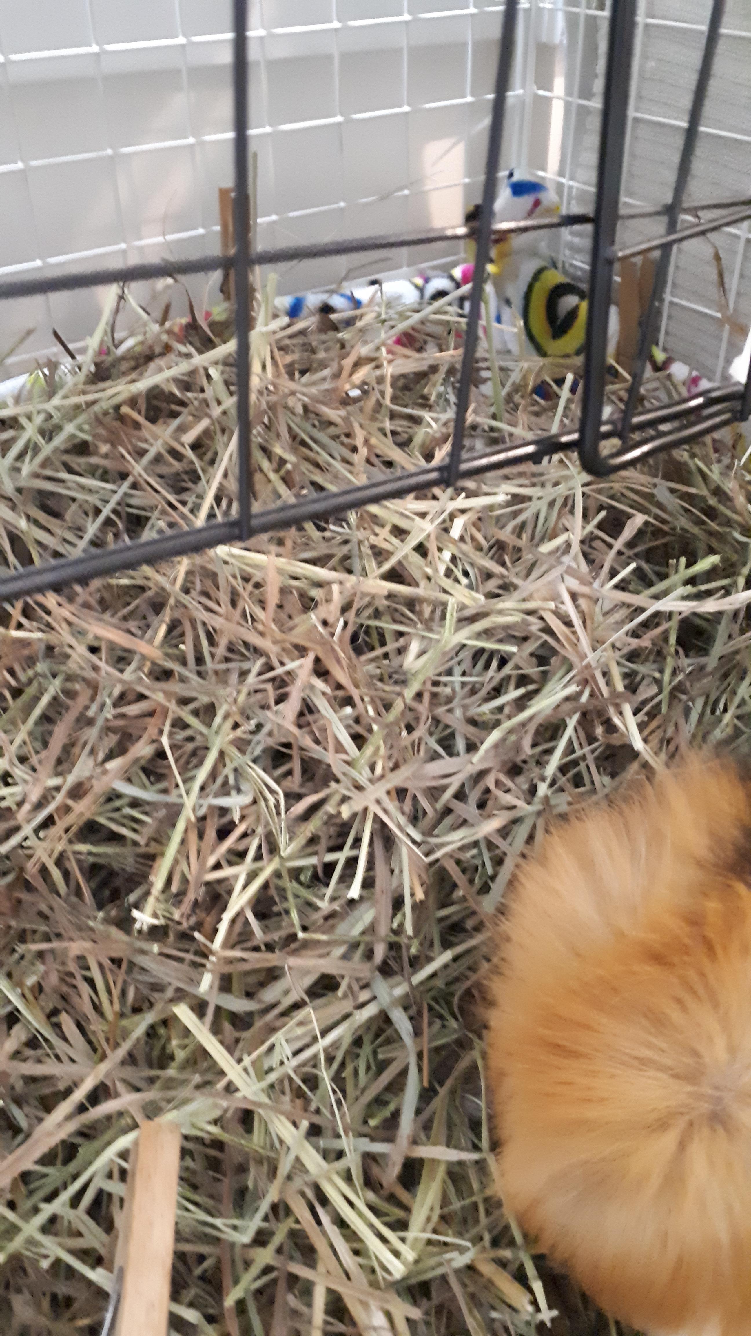 Romeo made himself the best hidey this morning | Scrolller