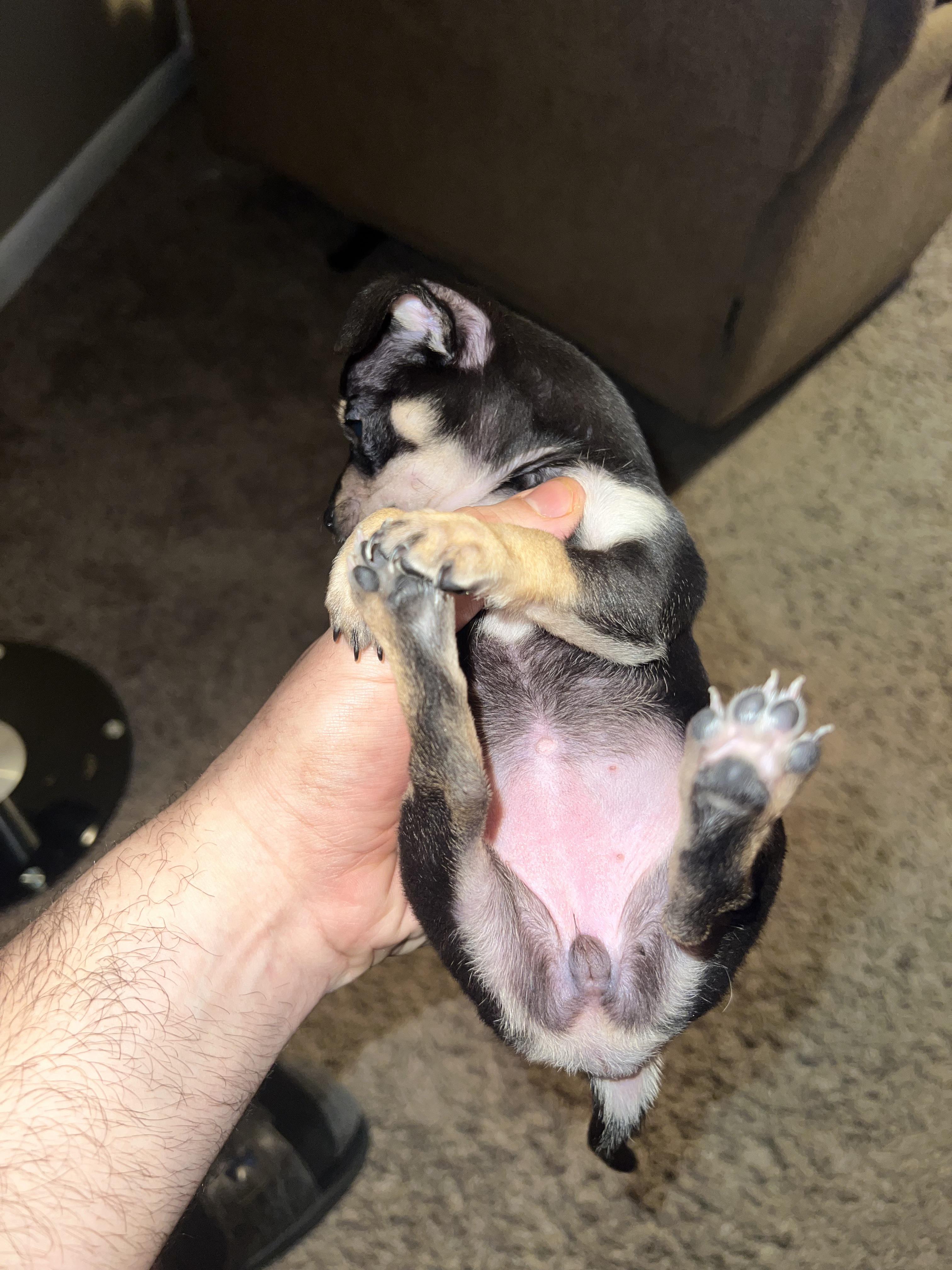 Can anyone help with the gender of our new pup? | Scrolller