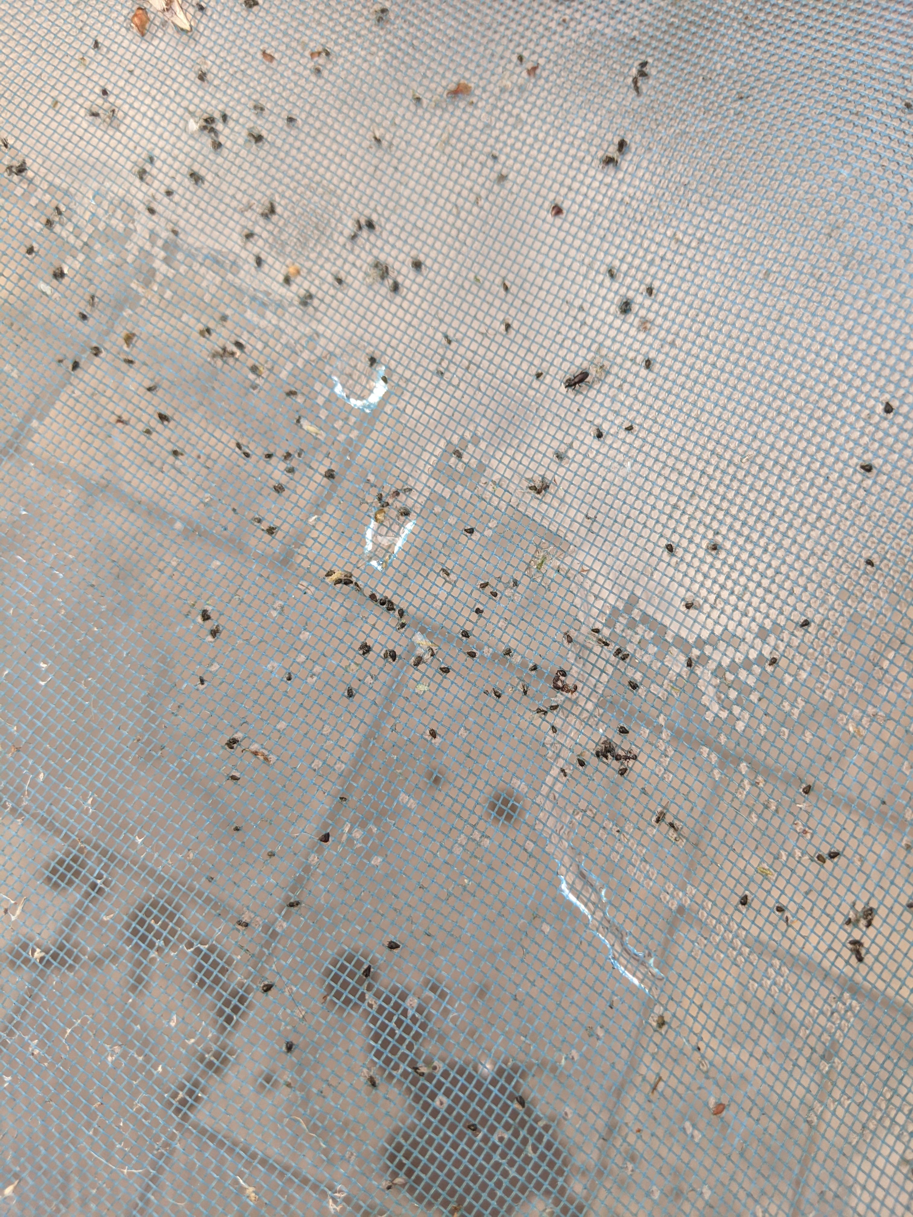 Tiny bugs in pool | Scrolller