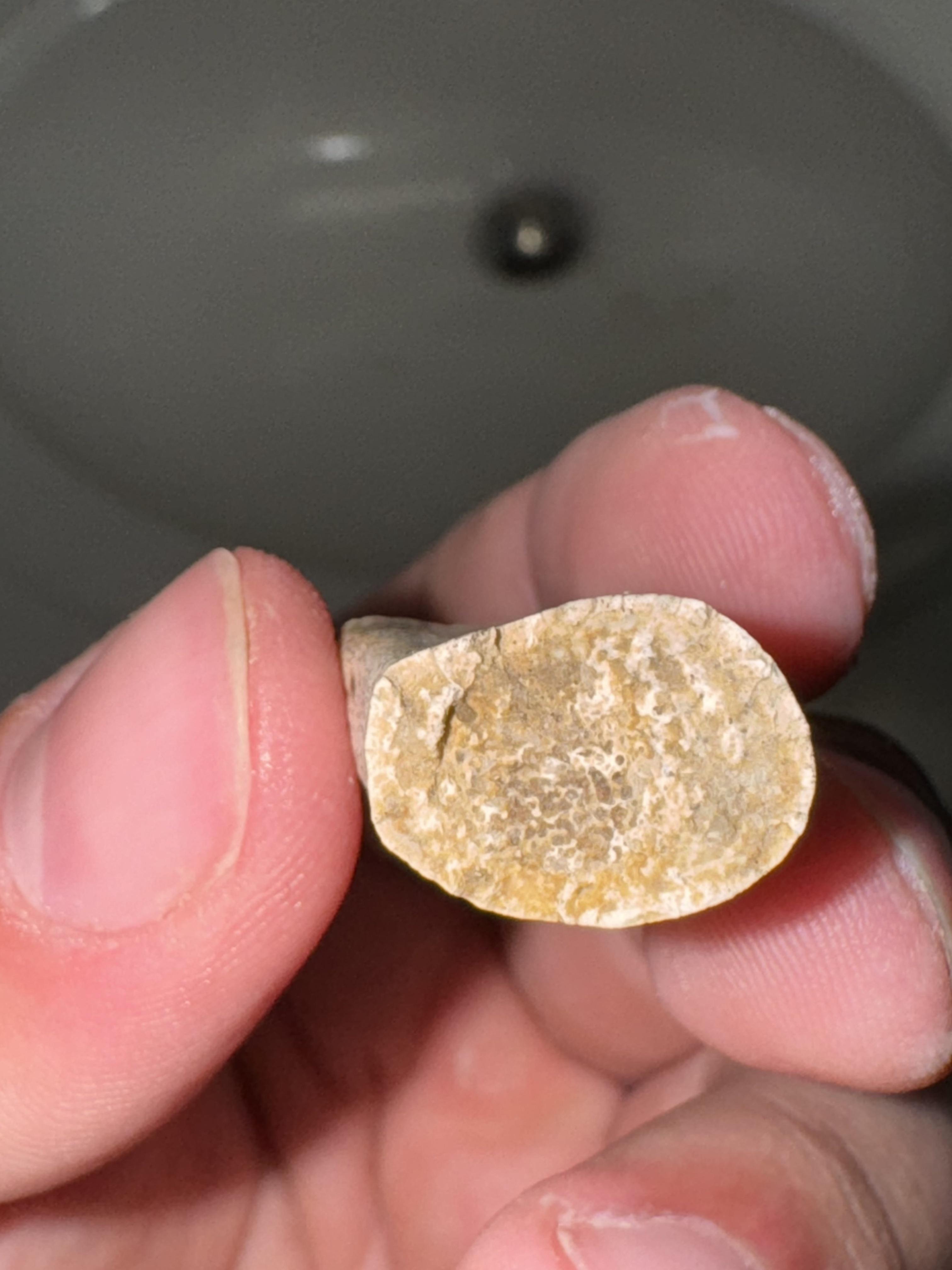 Is this a Fossil? | Scrolller