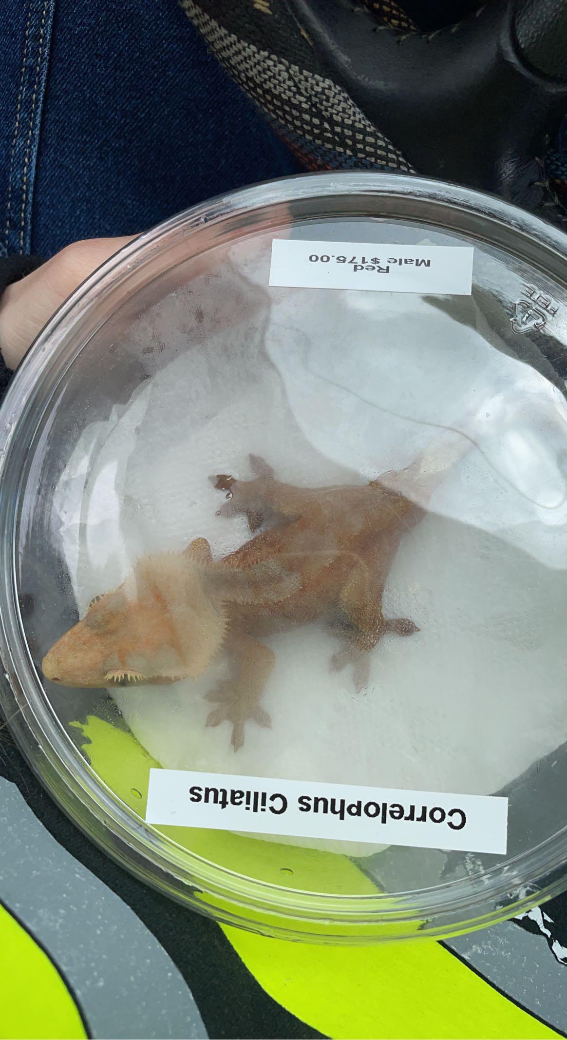 Went to my first reptile expo!! | Scrolller