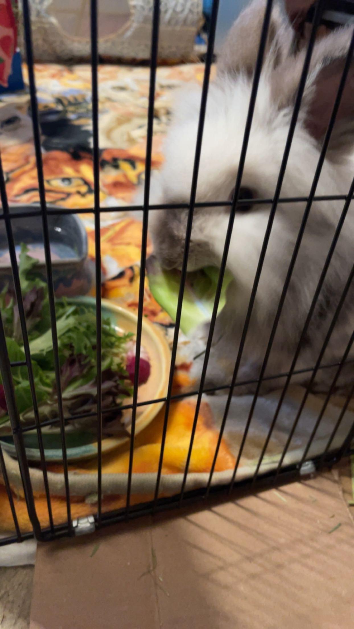 Meet moth man my trash rabbit | Scrolller