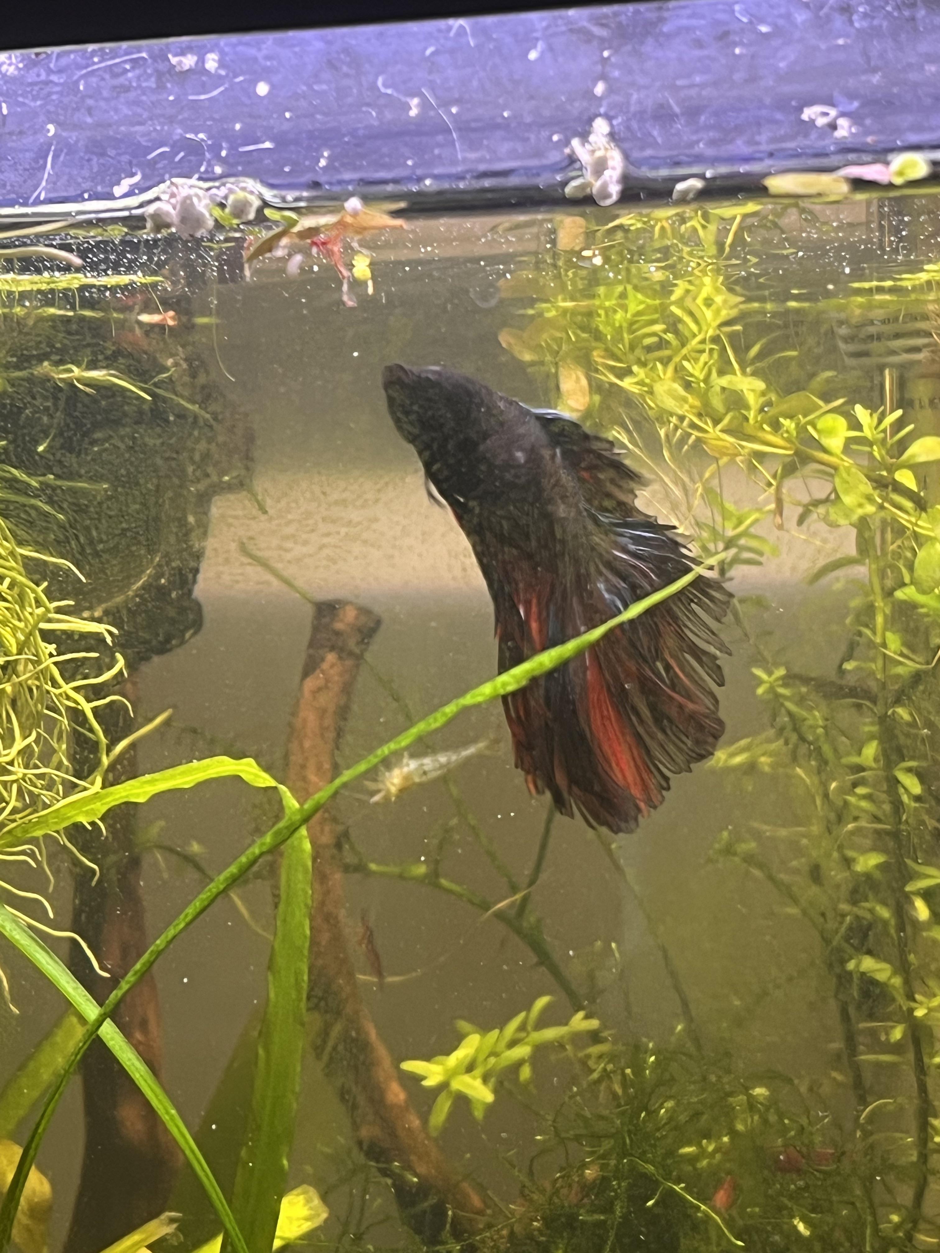 Help needed! betta scales turning white and falling off around his face and body | Scrolller