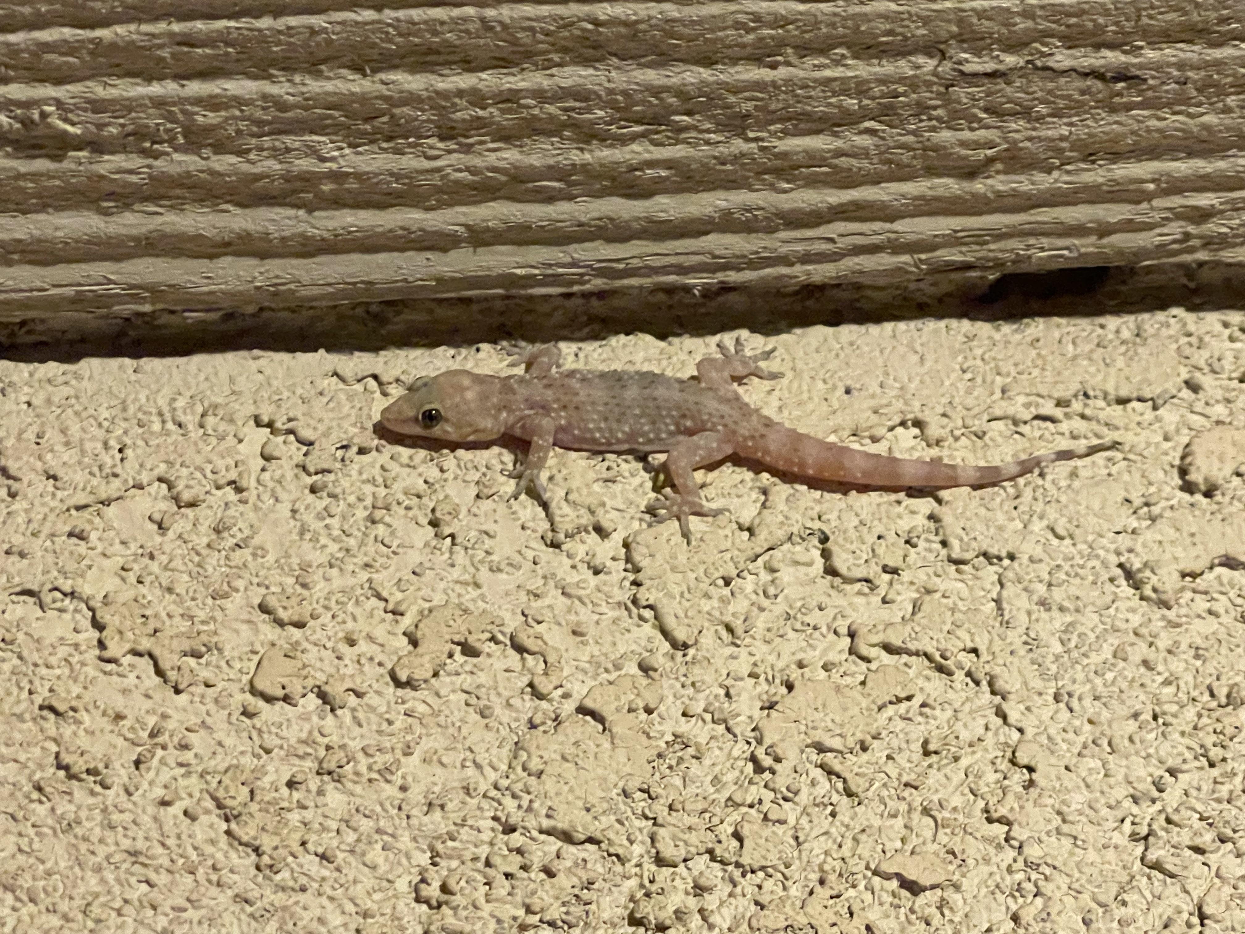 Gecko ID | Scrolller