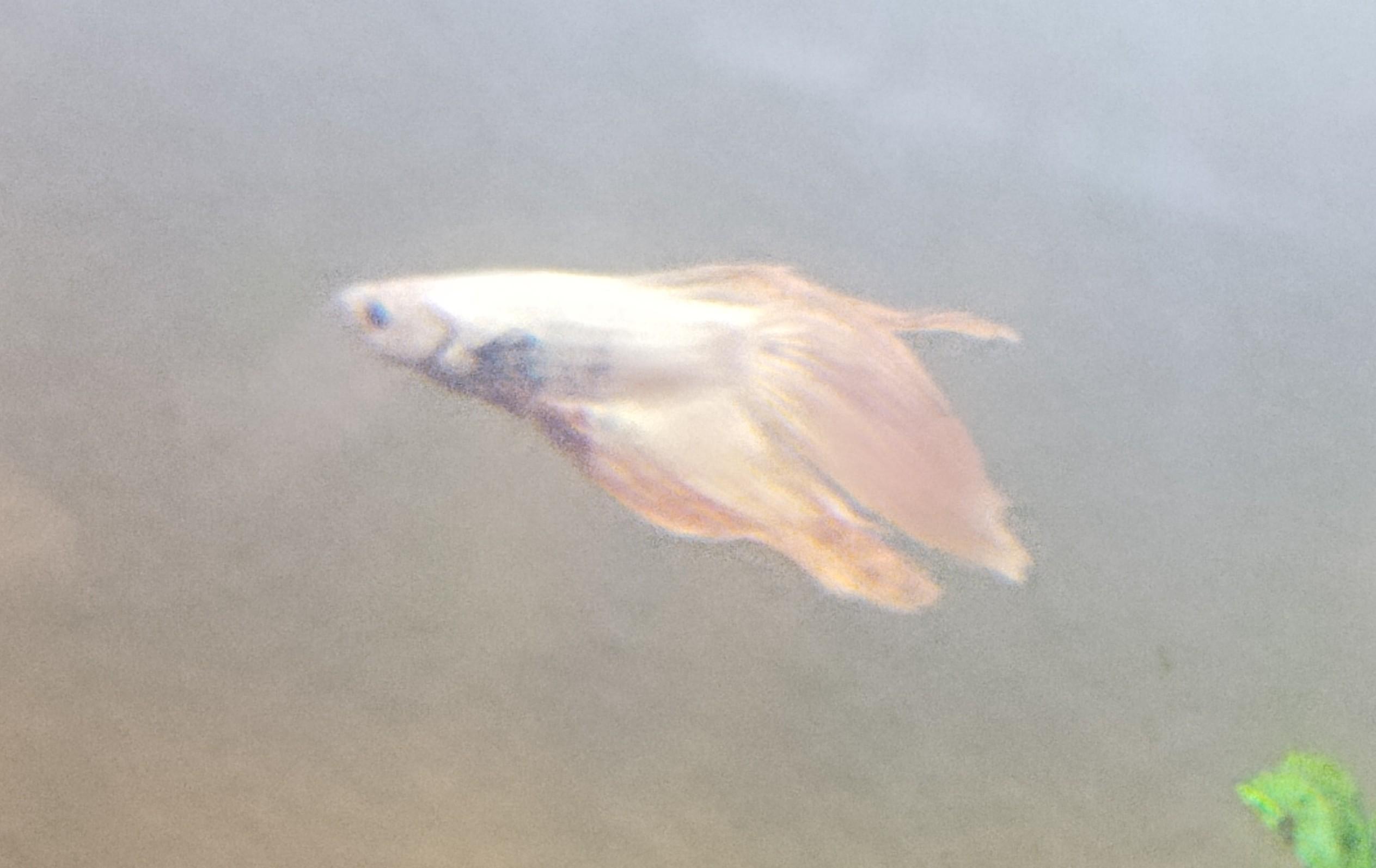 My new Betta fish Opal. I just got him yesterday. Does he look healthy? His fins look a little ...