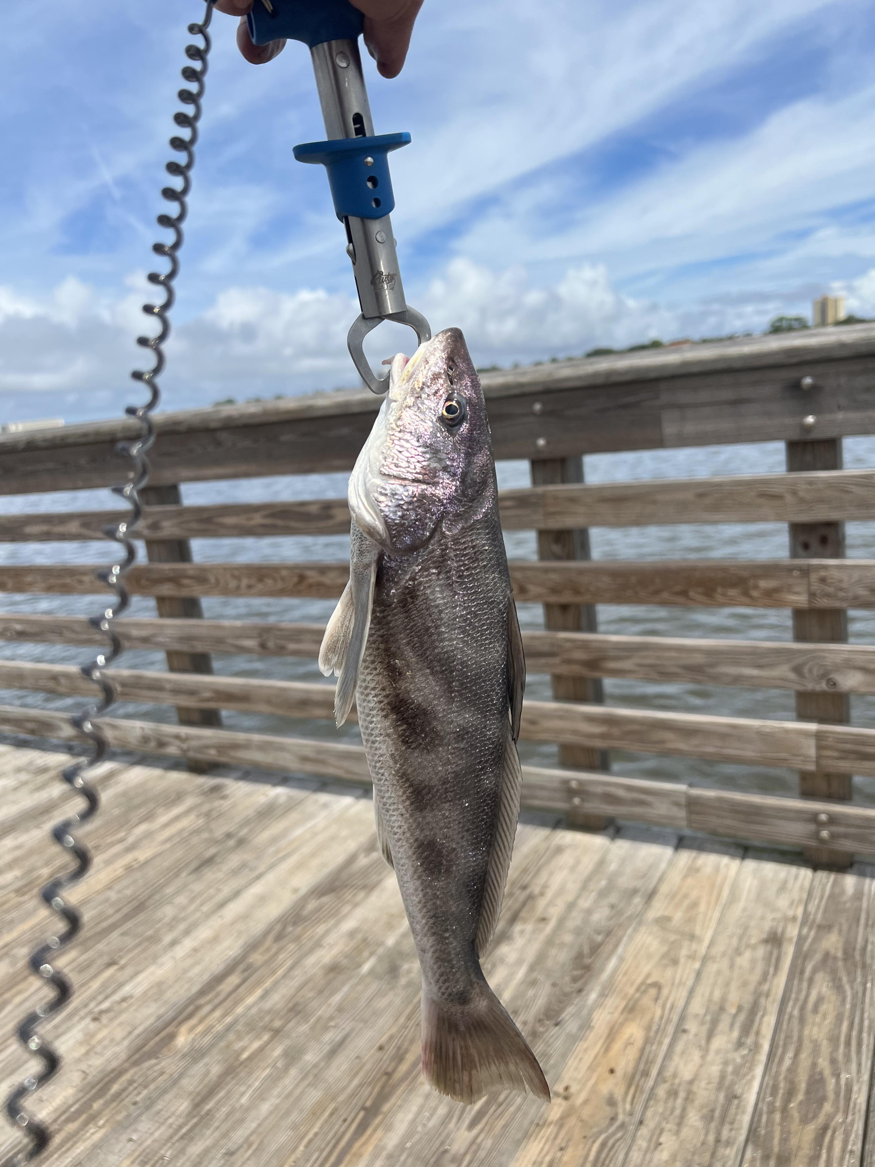 Inshore Fish Identification | Scrolller