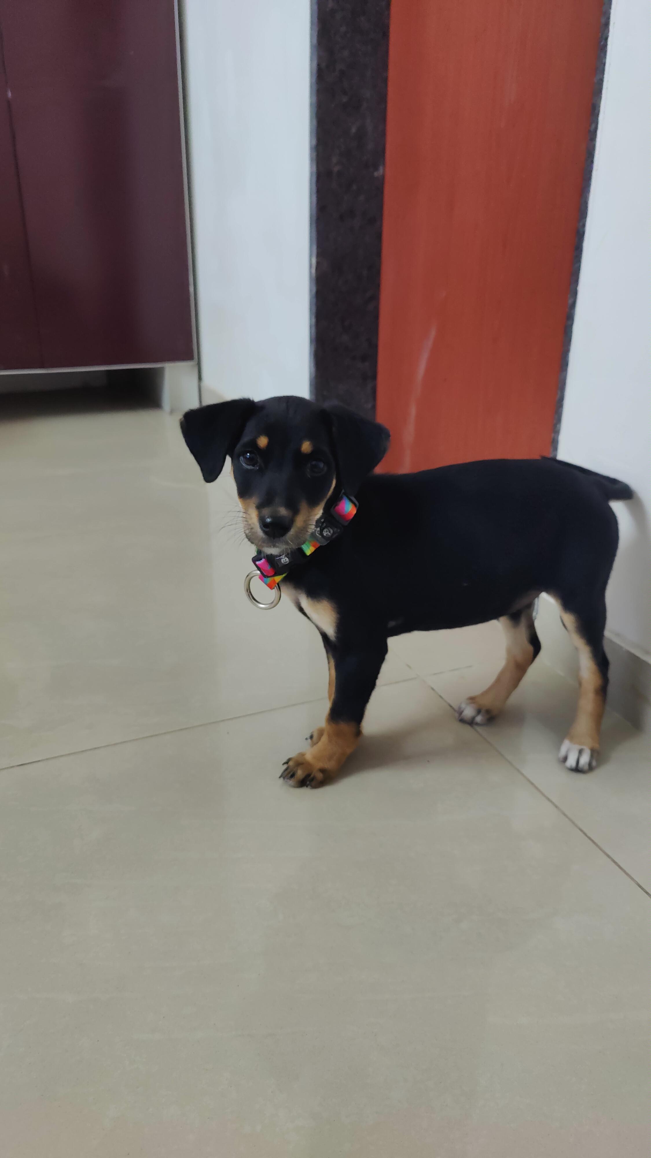 Stray dog adoption. | Scrolller