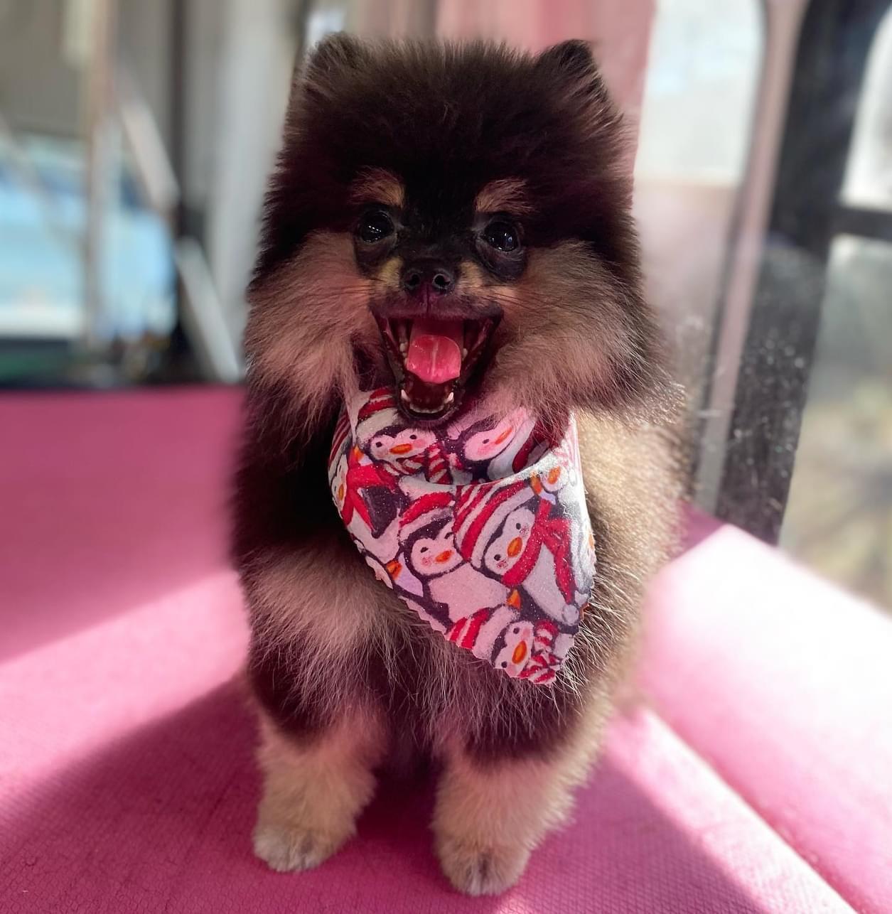 Henry’s first groom | Scrolller