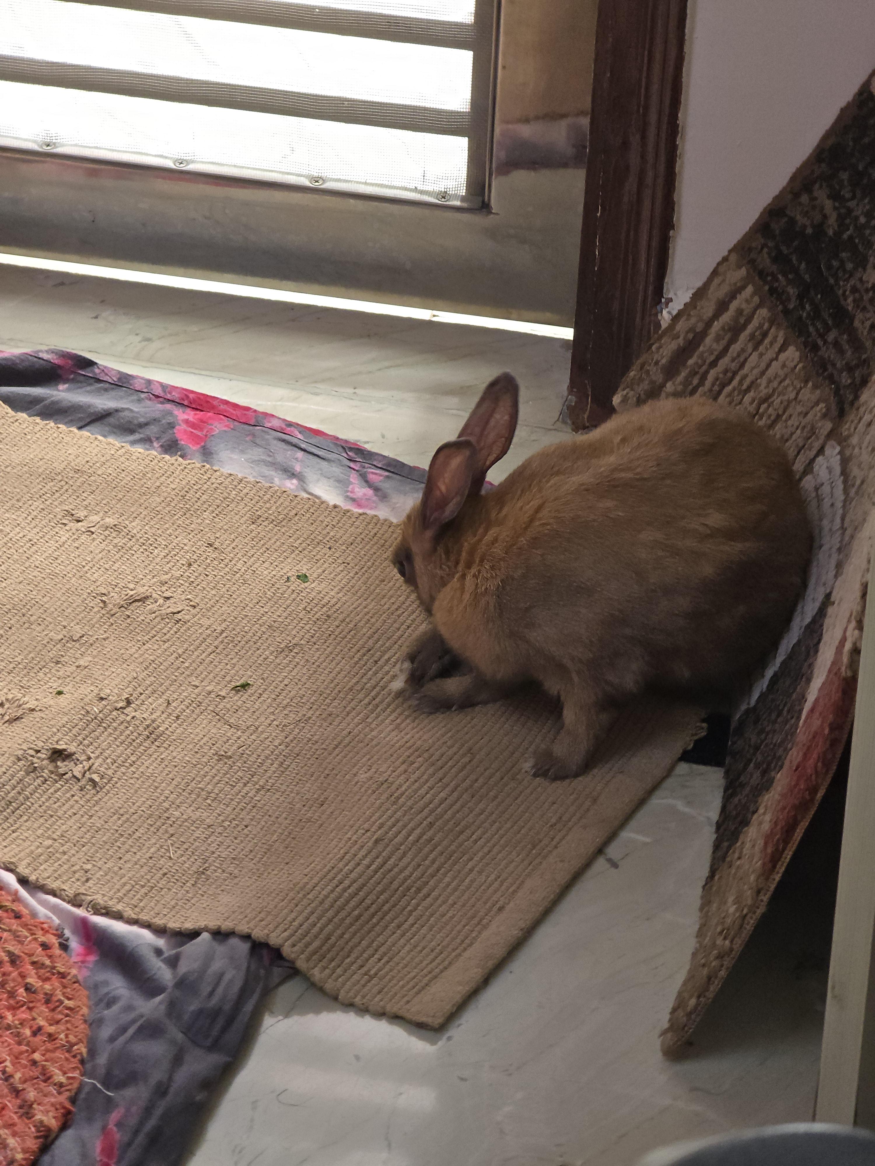 Update on my Rabbit | Scrolller