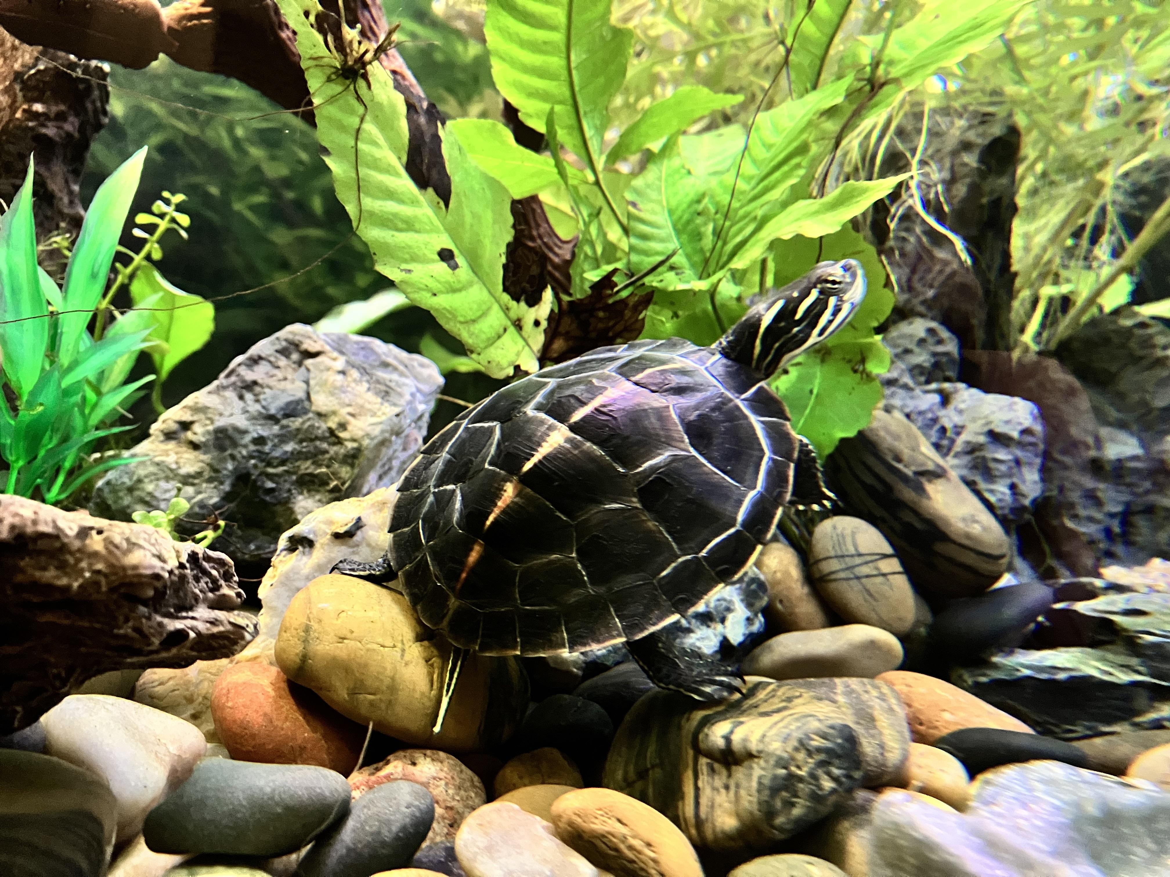 Southern Painteds have the coolest shells! | Scrolller