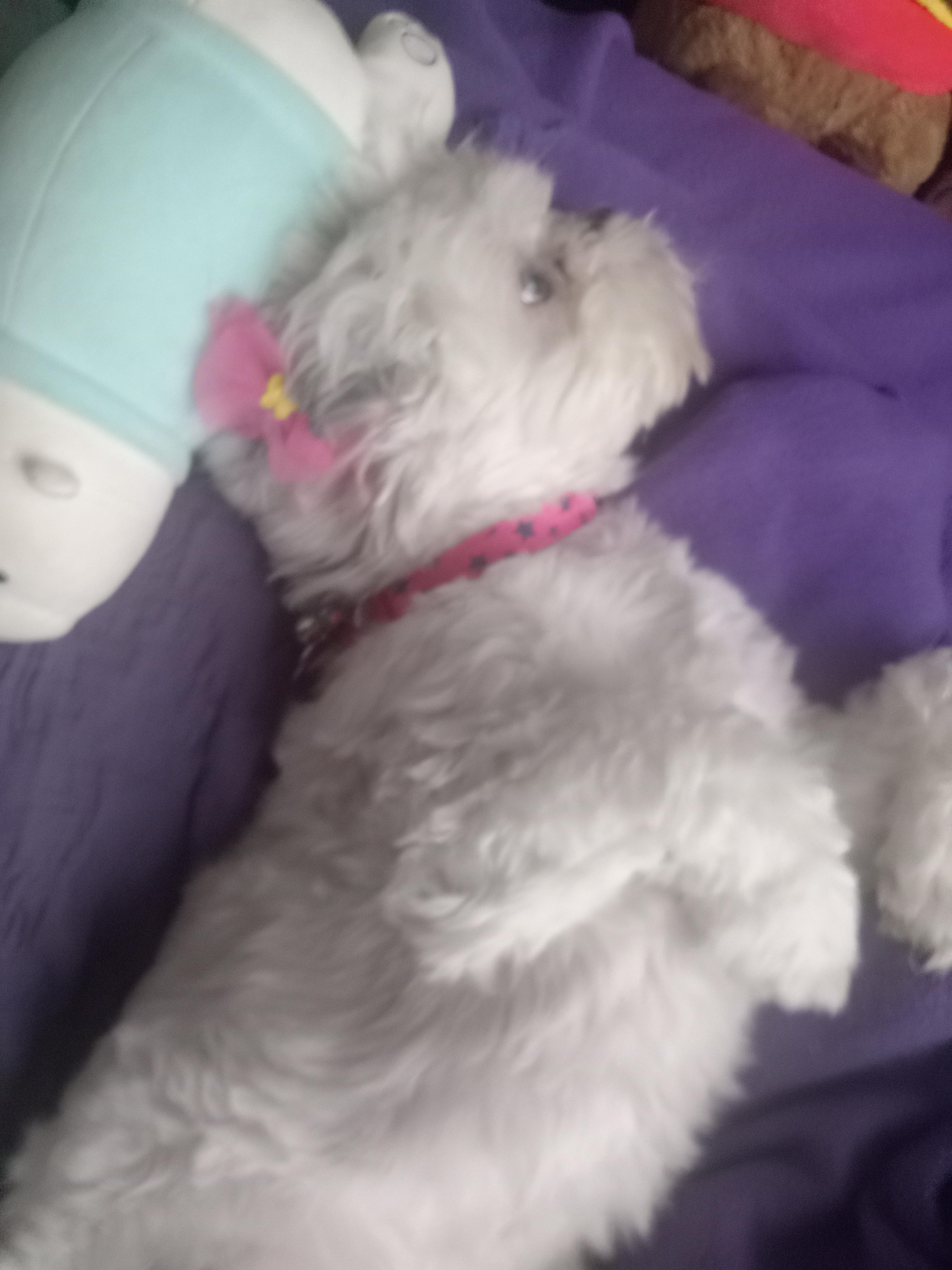 My dog being way too comfortable | Scrolller