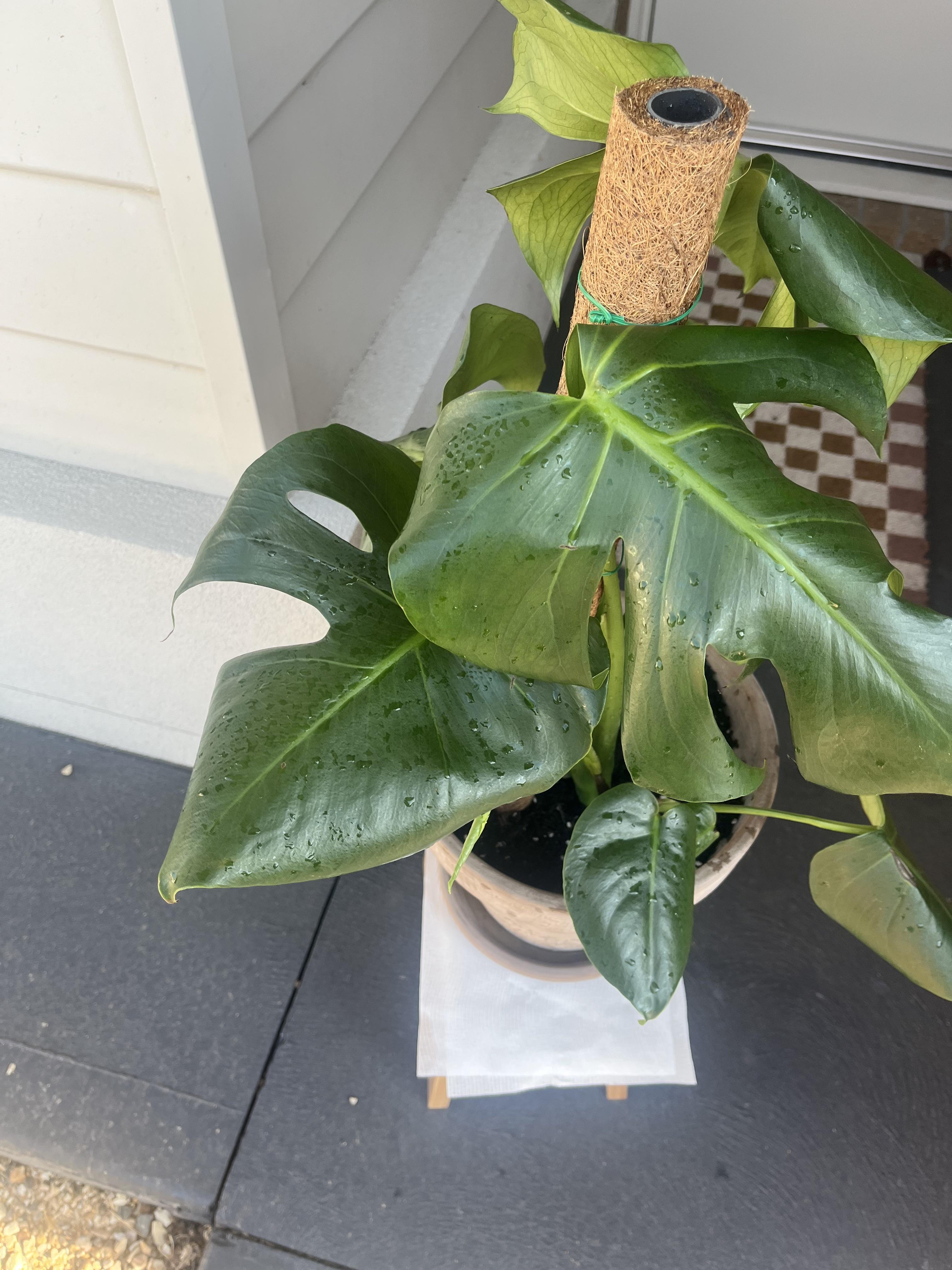 Some black pigmentation? Or if my monstera dying? | Scrolller