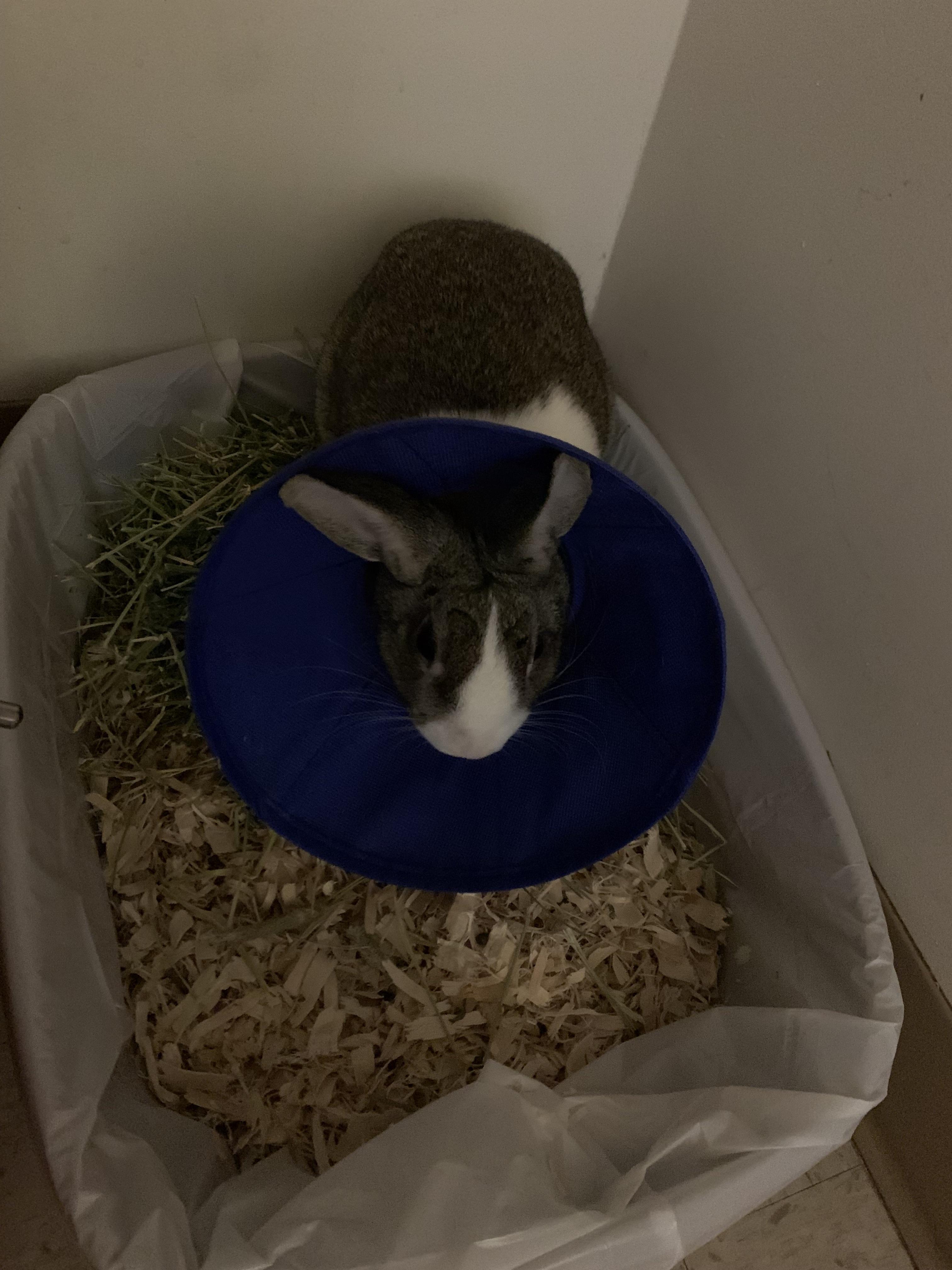 CONE OF SHAME. | Scrolller
