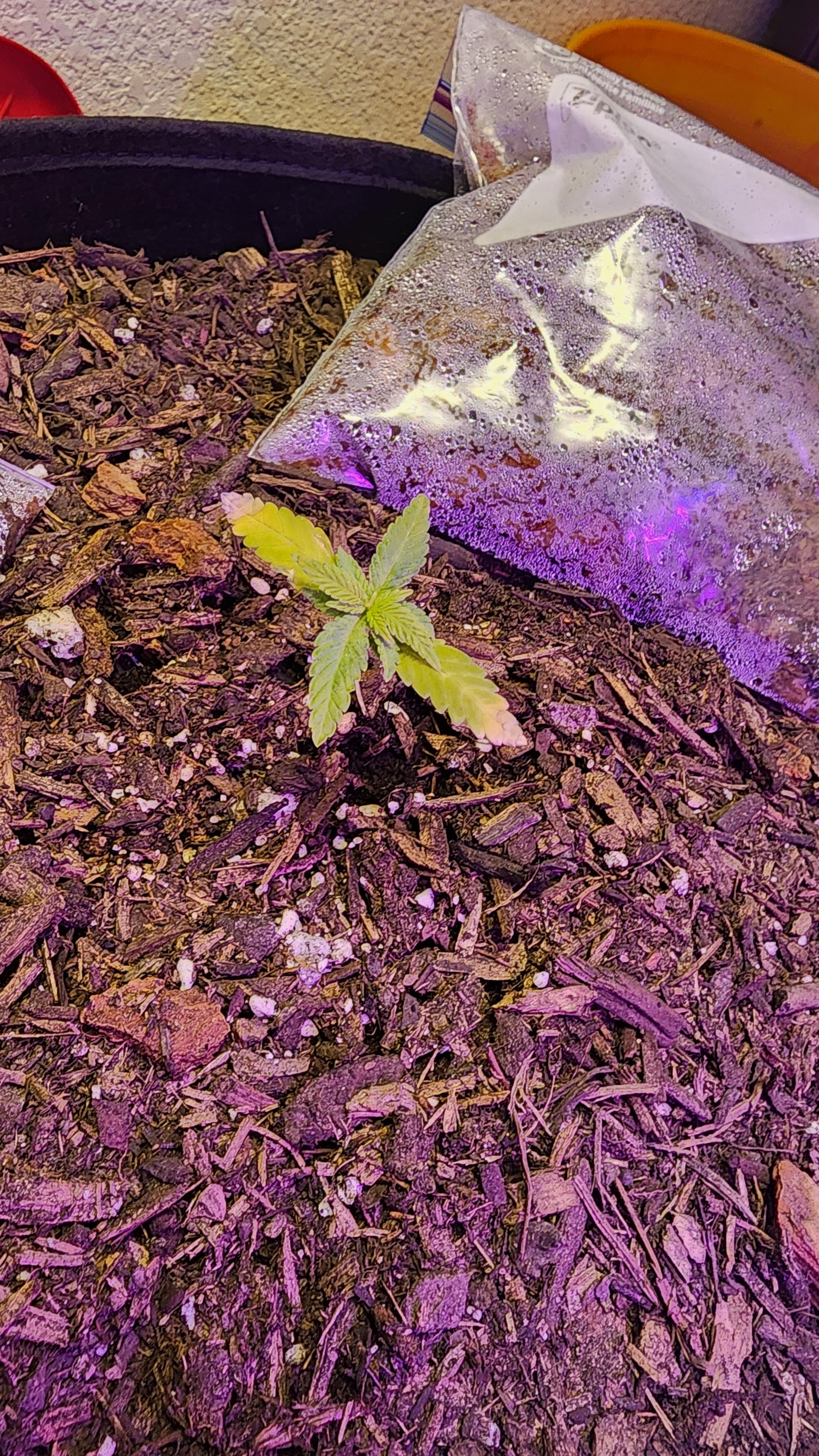 Growing for the first time - advice needed on yellowing leaves | Scrolller
