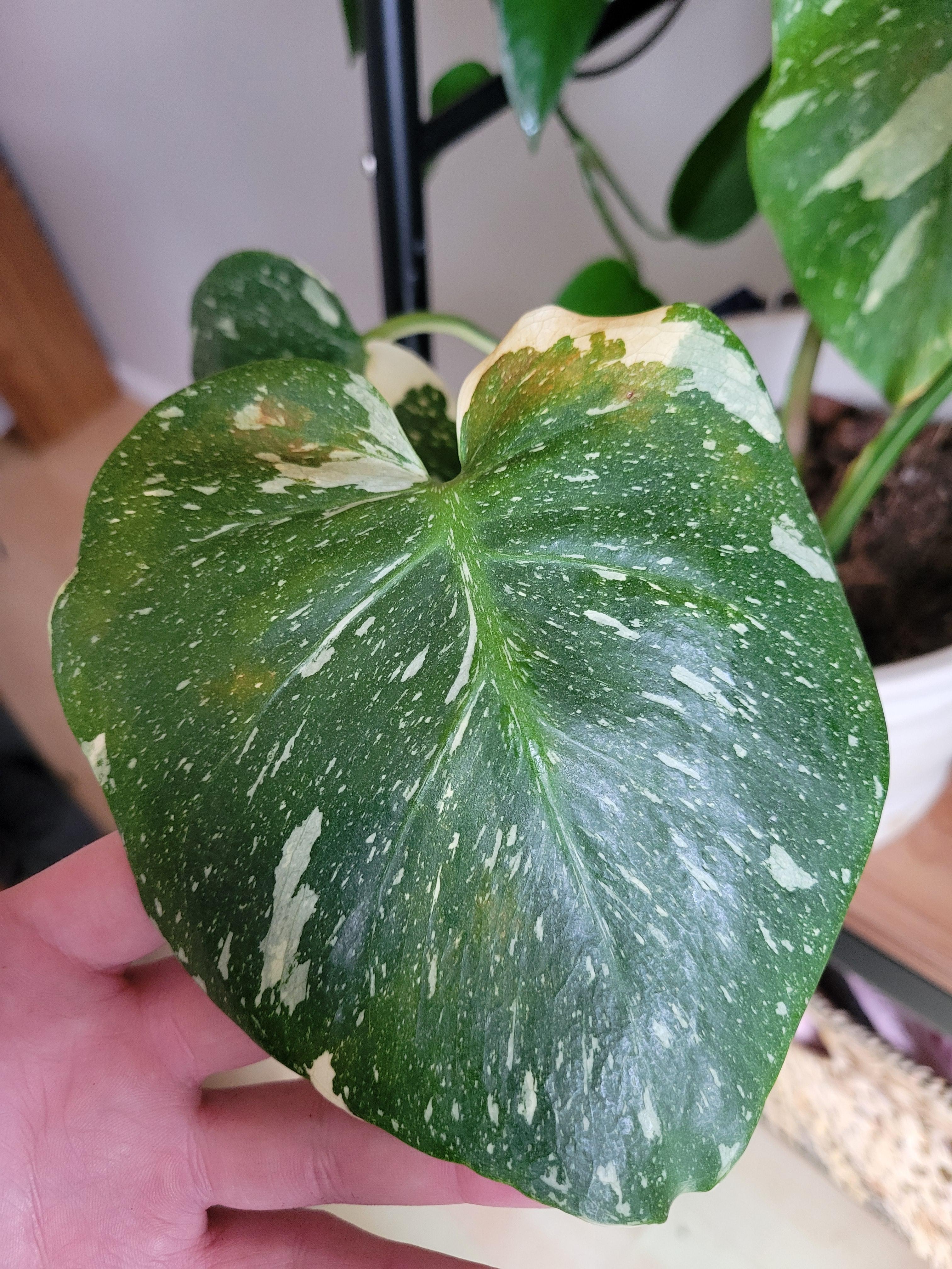 Care Tips? Yellowing leaves brown spots underneath. | Scrolller