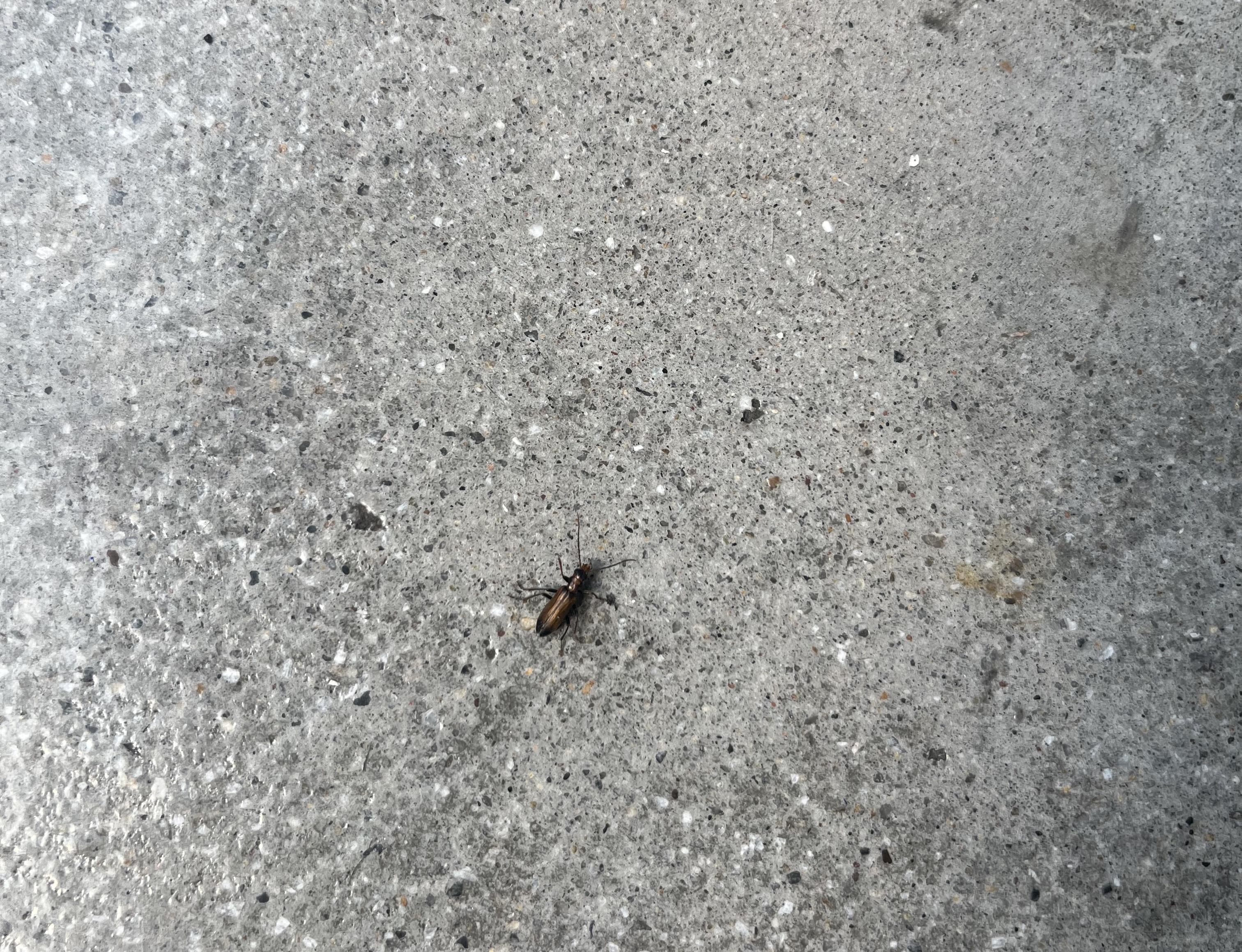 What is this bug? | Scrolller