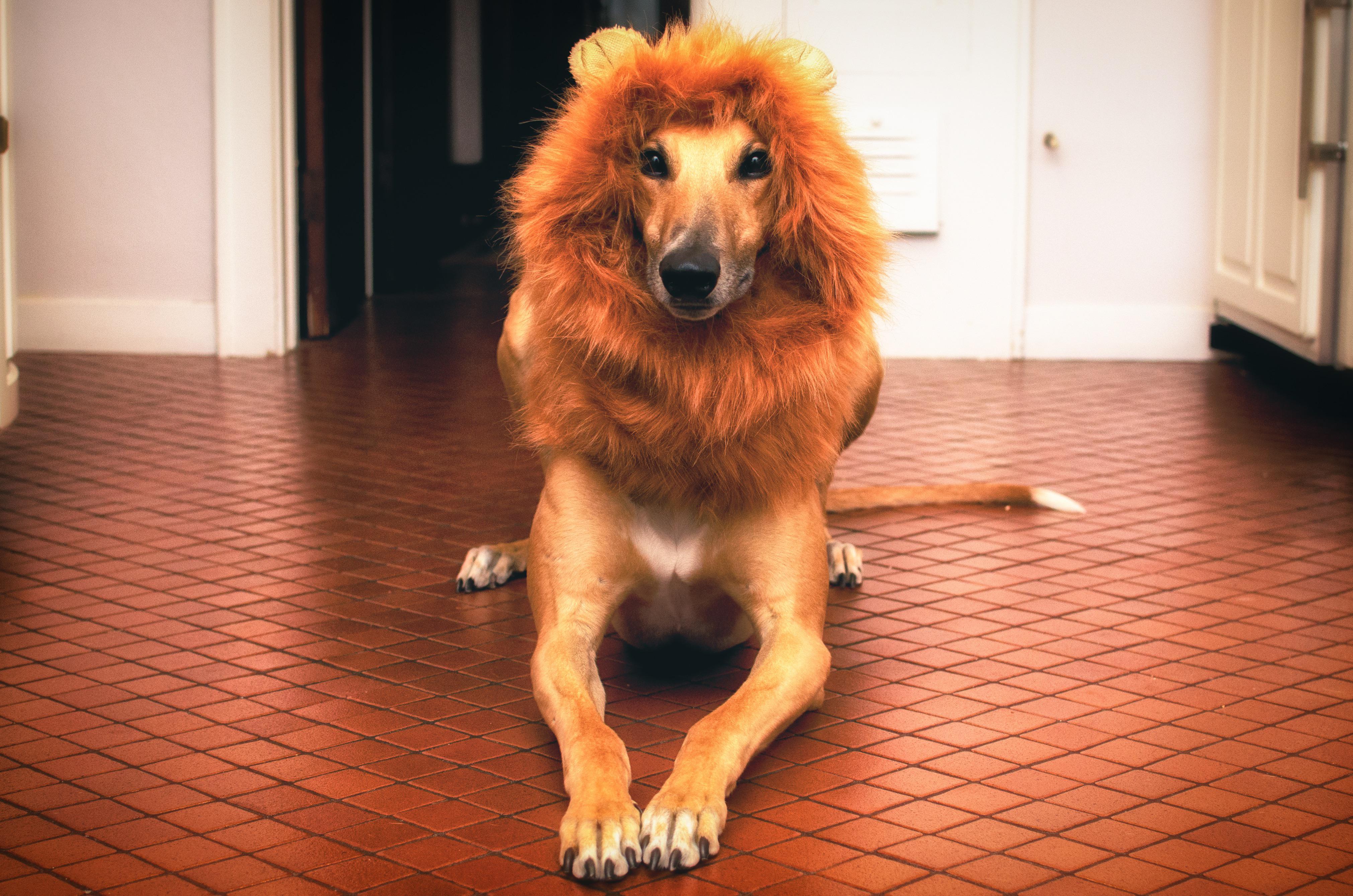 Trip the Lion (greyhound) | Scrolller