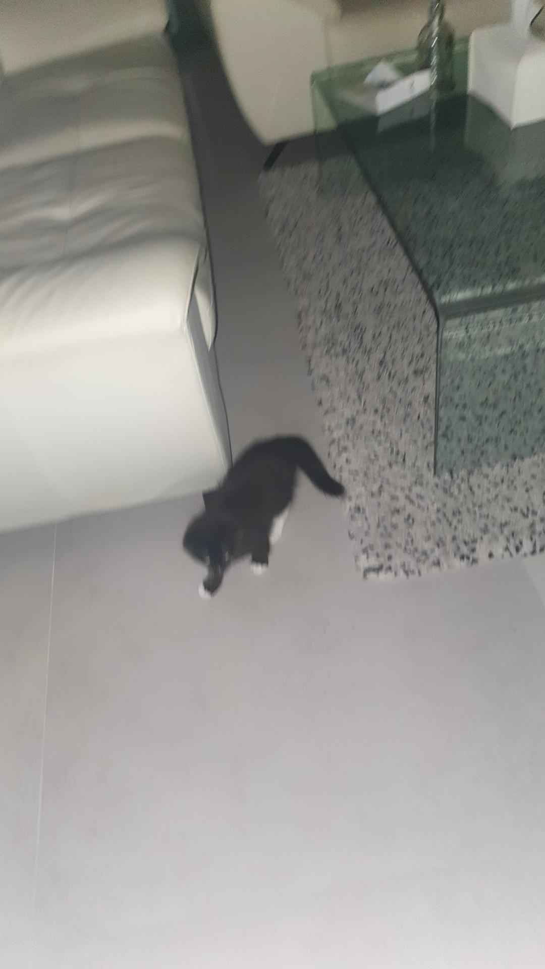 Oreo!!!! | Scrolller