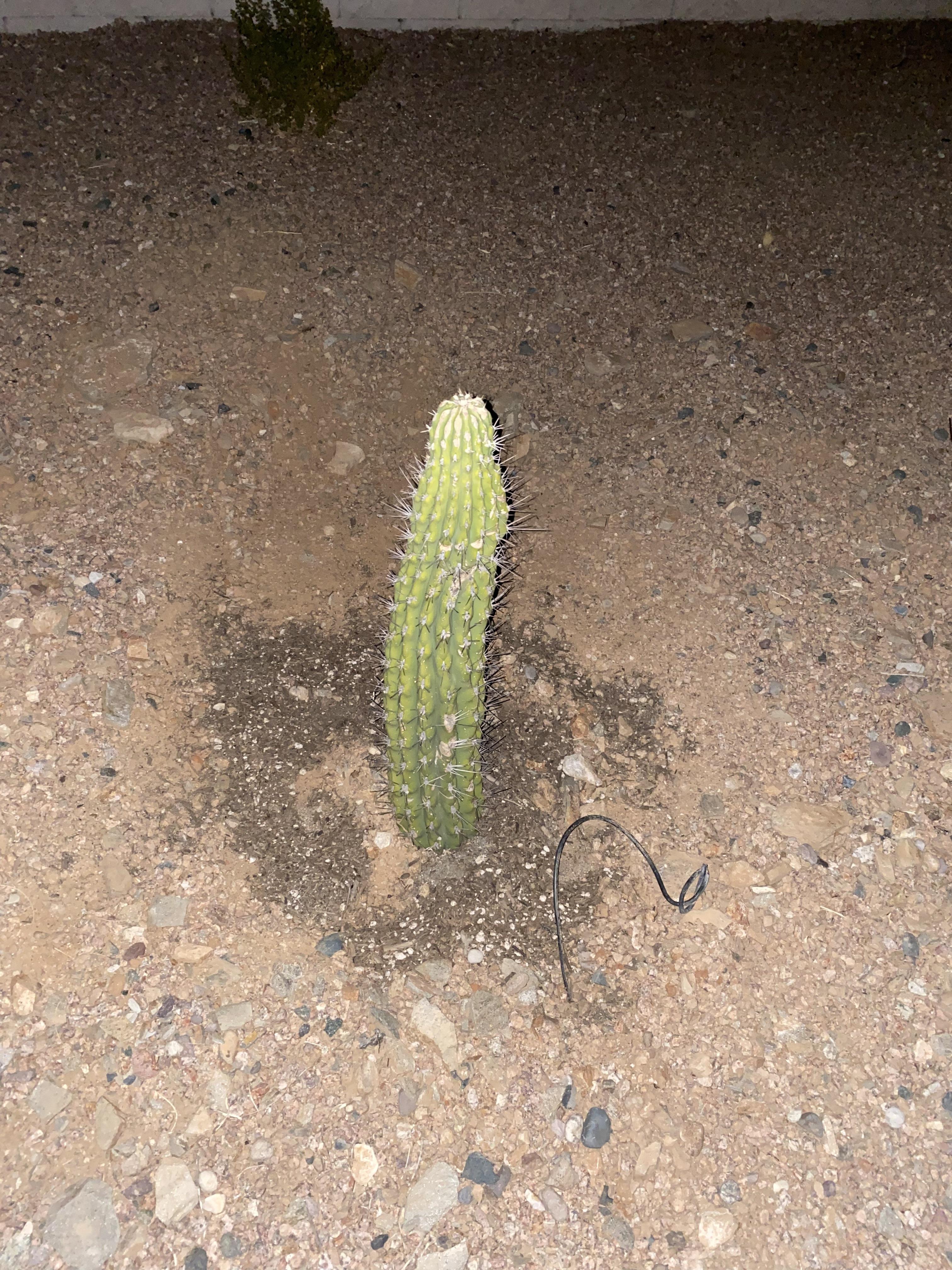 Does anyone know what type of cactus this is? | Scrolller