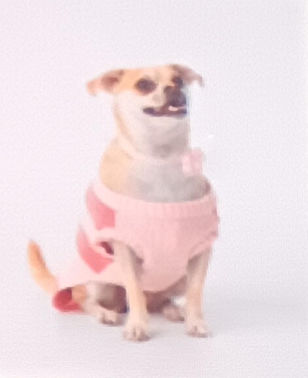 Bambis Photo Shoot Scrolller