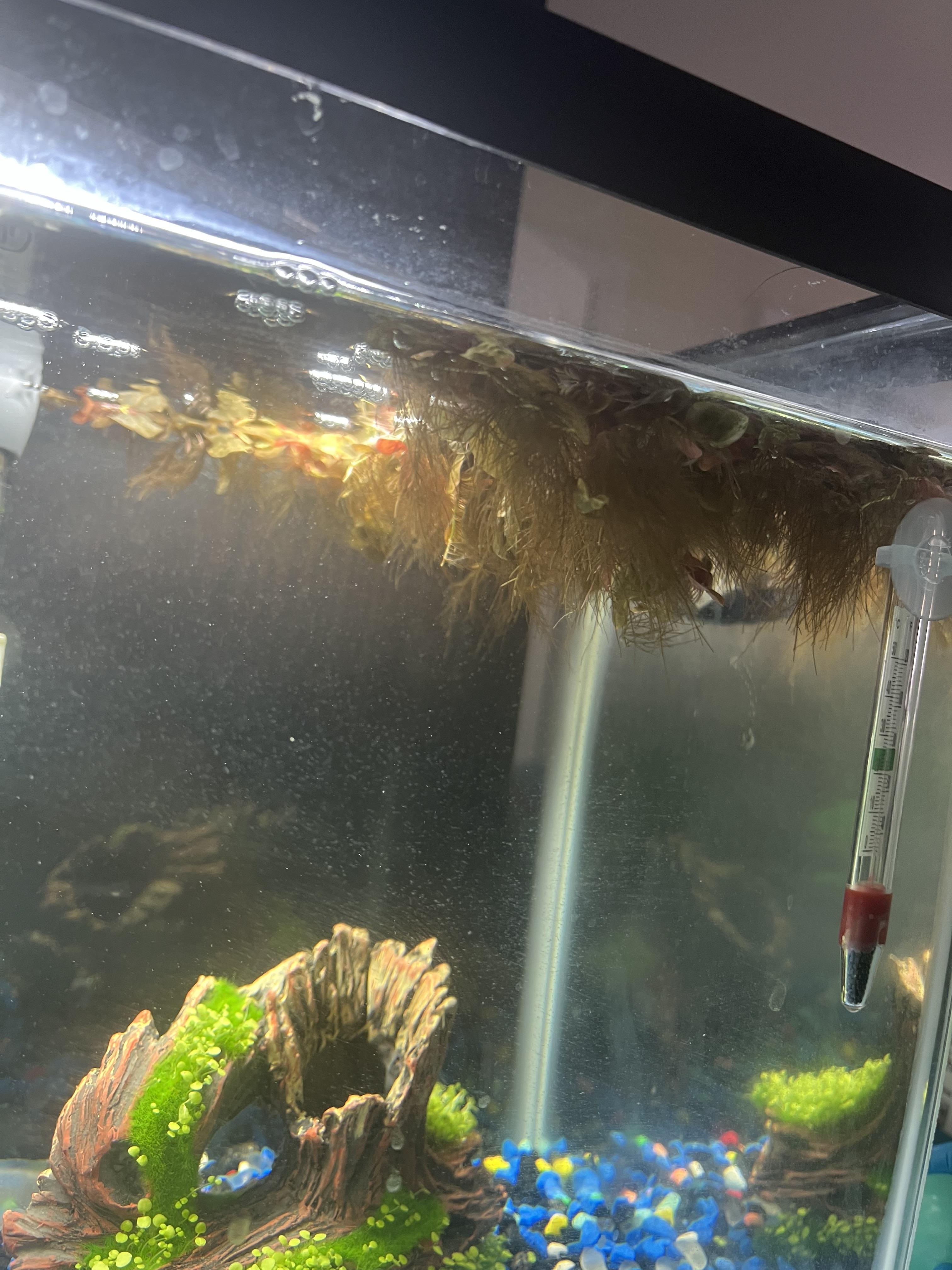 Mineral deposits? Mold? Red root floaters dying | Scrolller