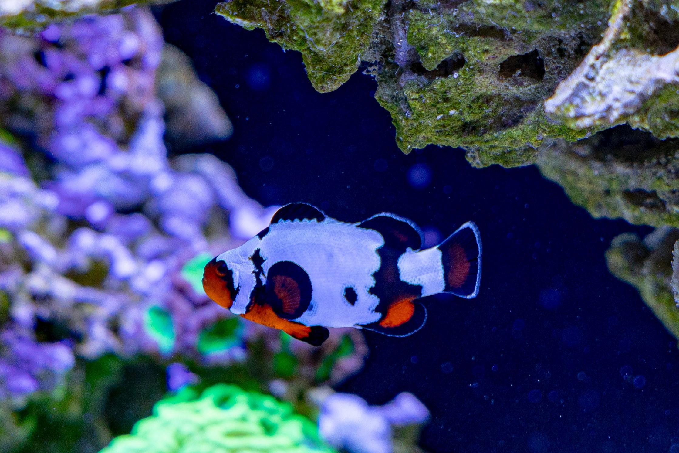 Reef just turned 14 months old | Scrolller