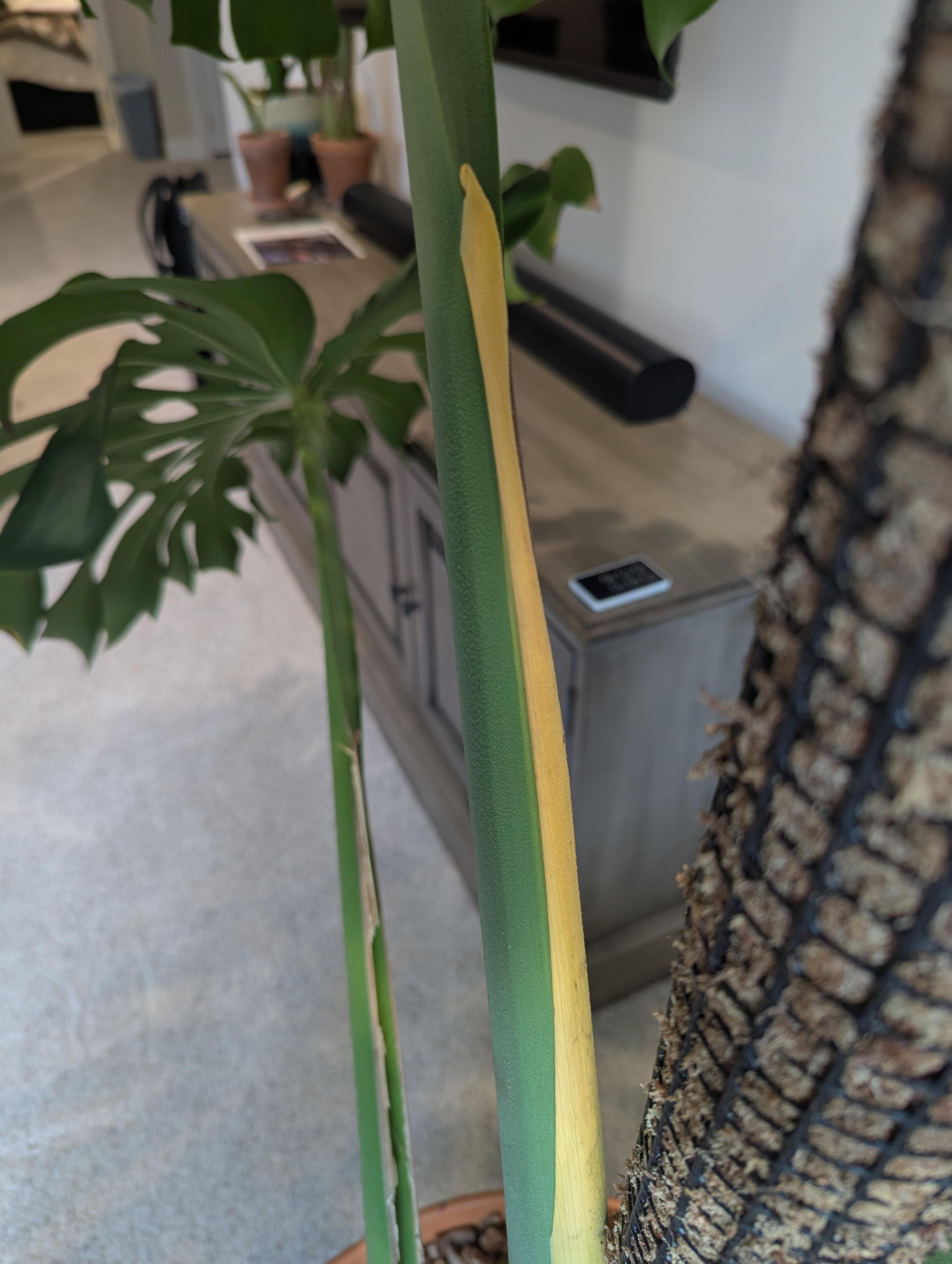 New leaf yellowing | Scrolller