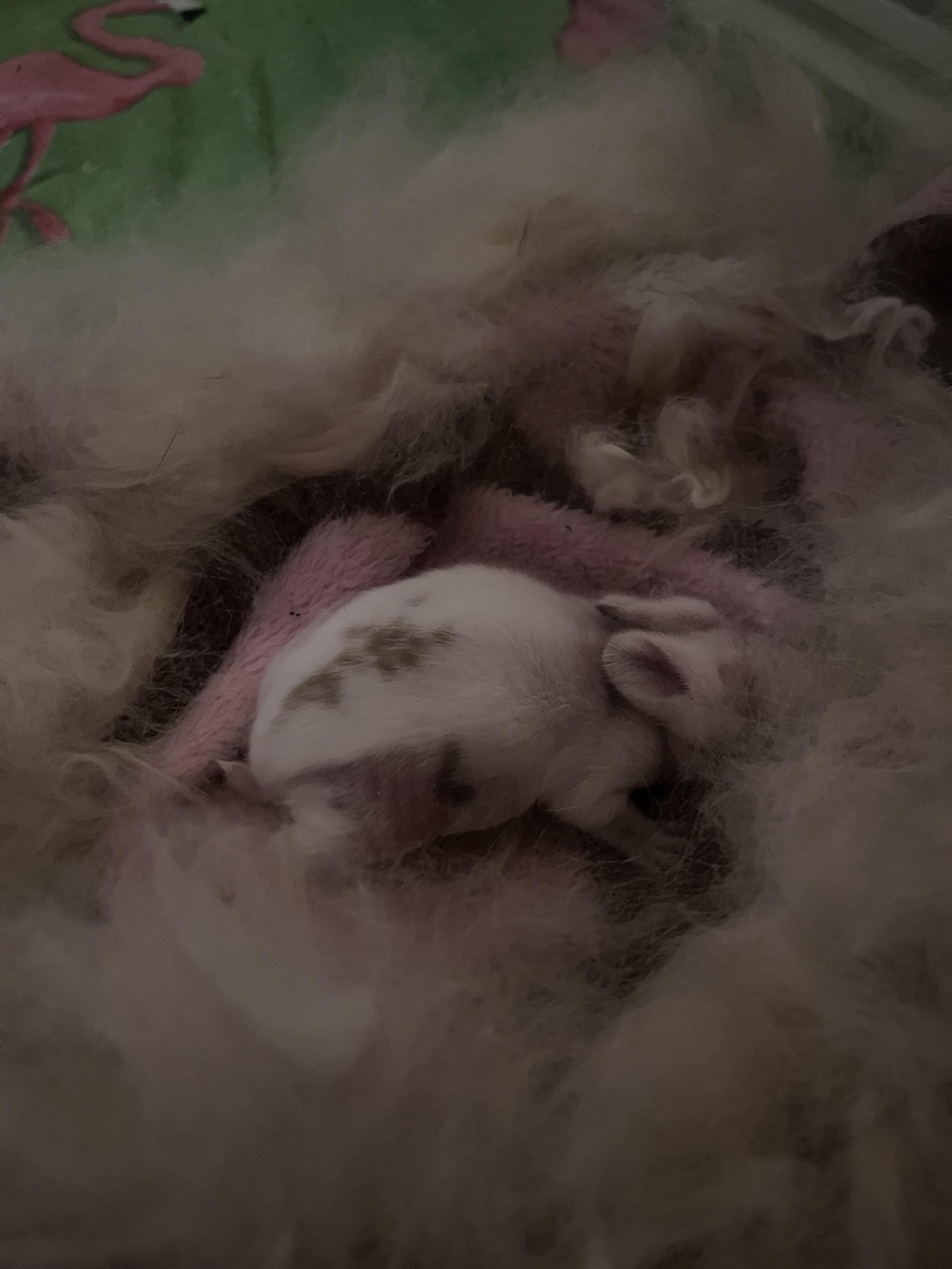 Obligatory baby photos i had to send my foster coordinator | Scrolller