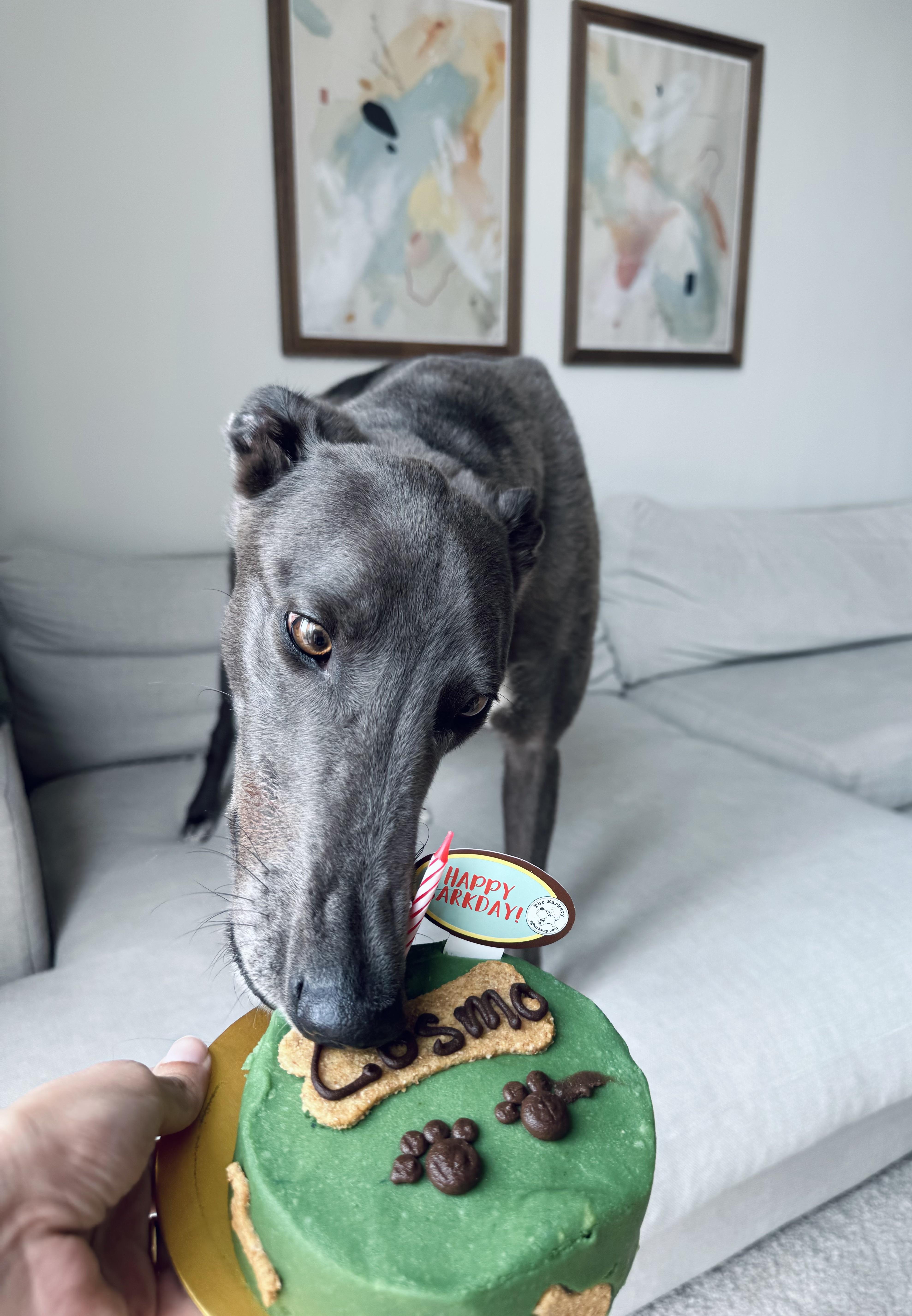 Welcome to the family Cosmo | Scrolller