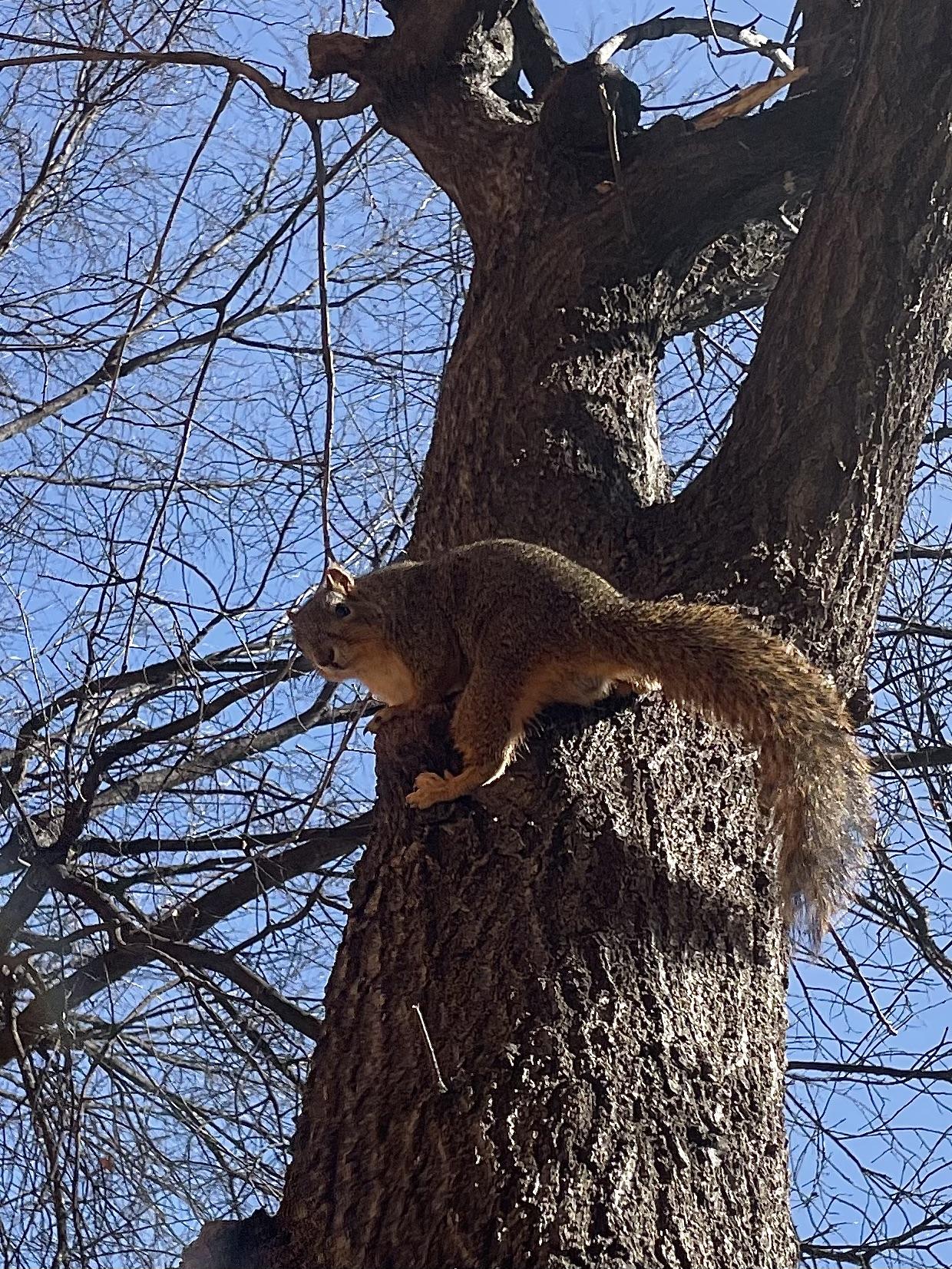 Finally got some closer pics of my campus squirrels 😍 | Scrolller