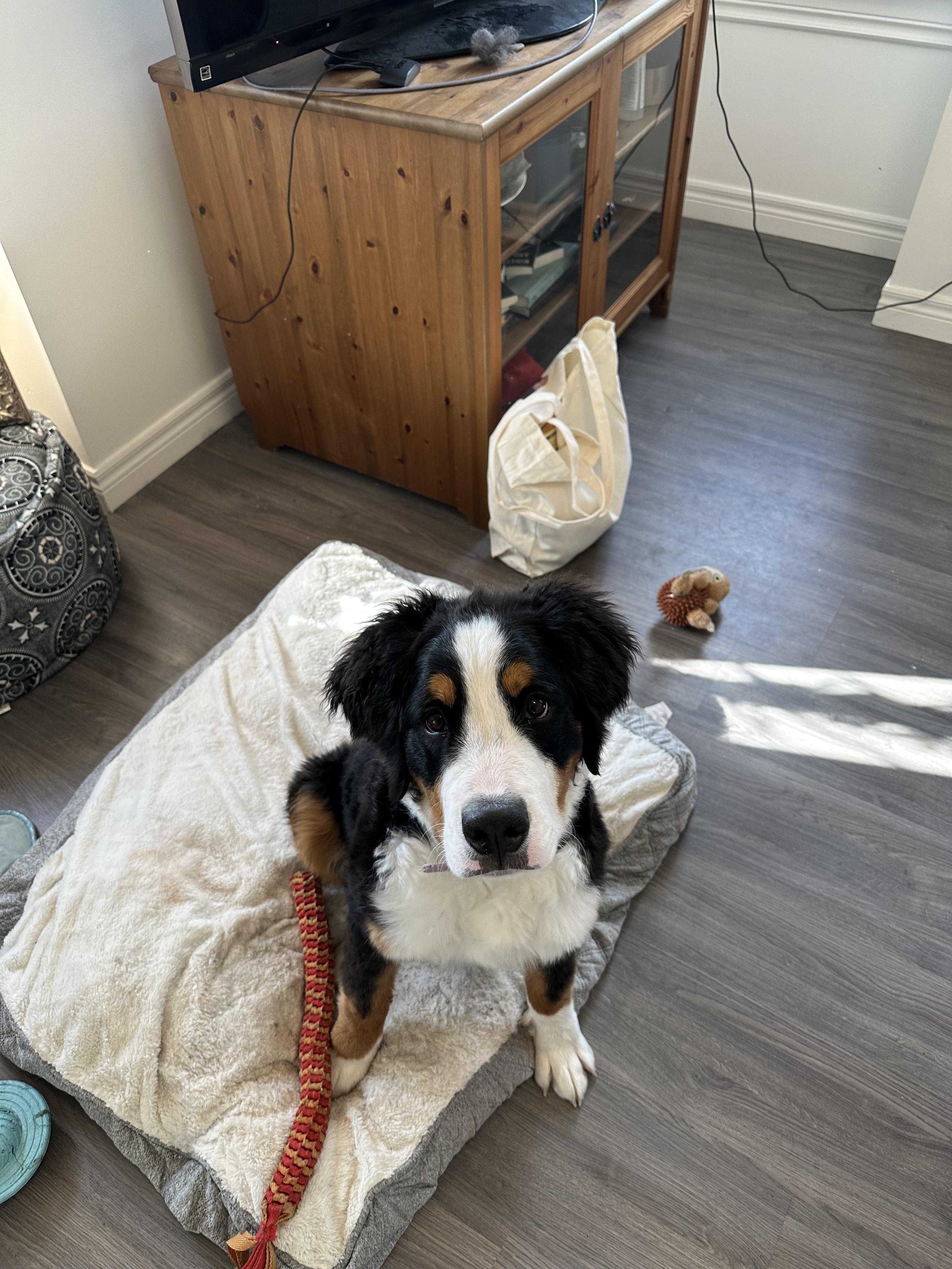 Darla before & after telling her she’s a good girl! Love this trend! | Scrolller