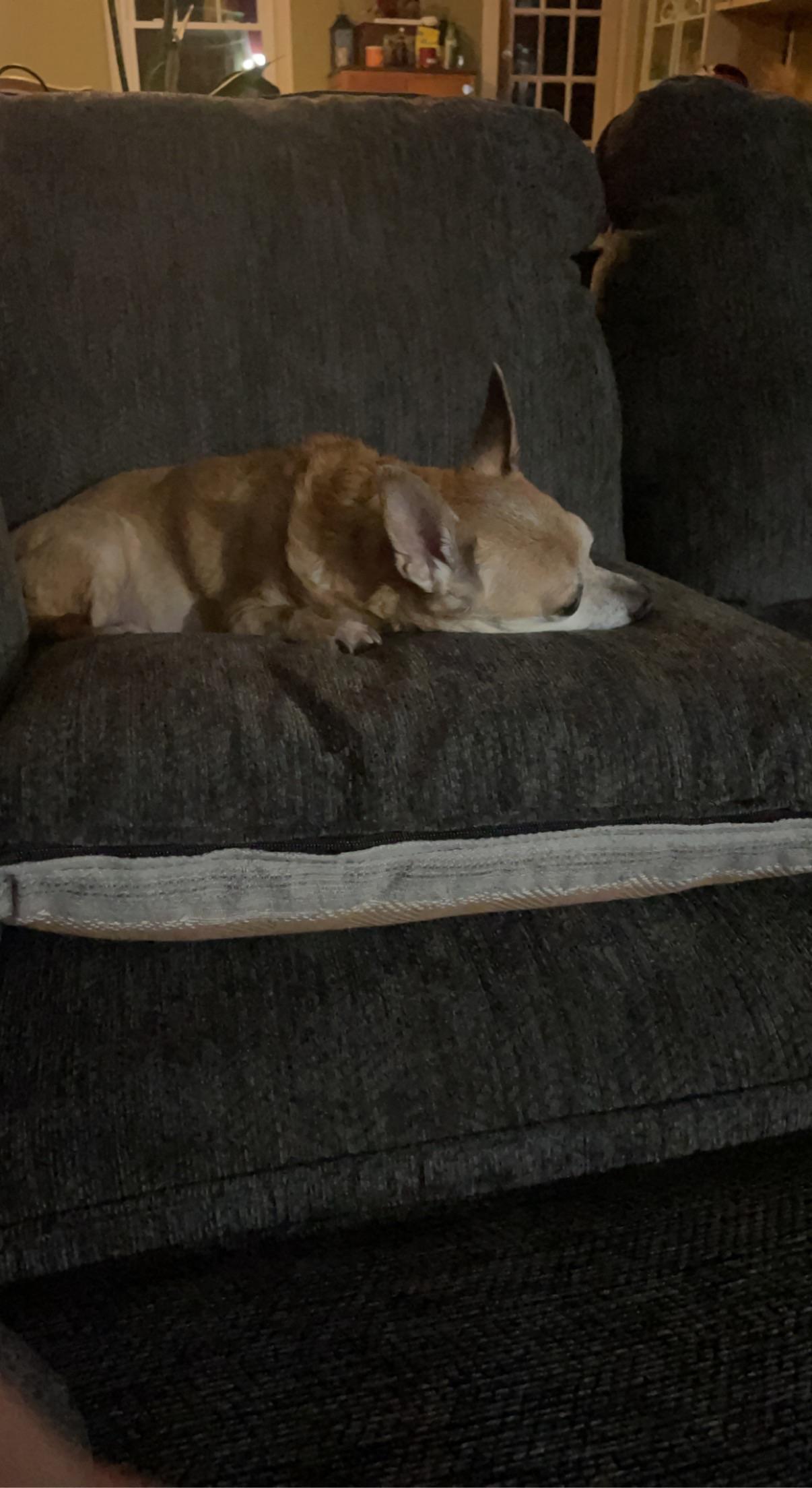 In Loving Memory | Scrolller