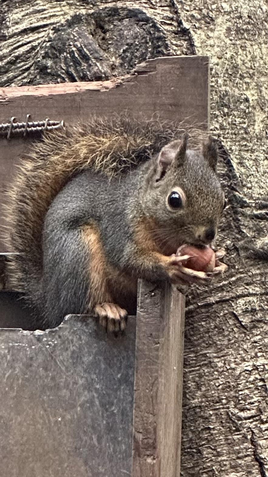 Dis is MY nut. | Scrolller