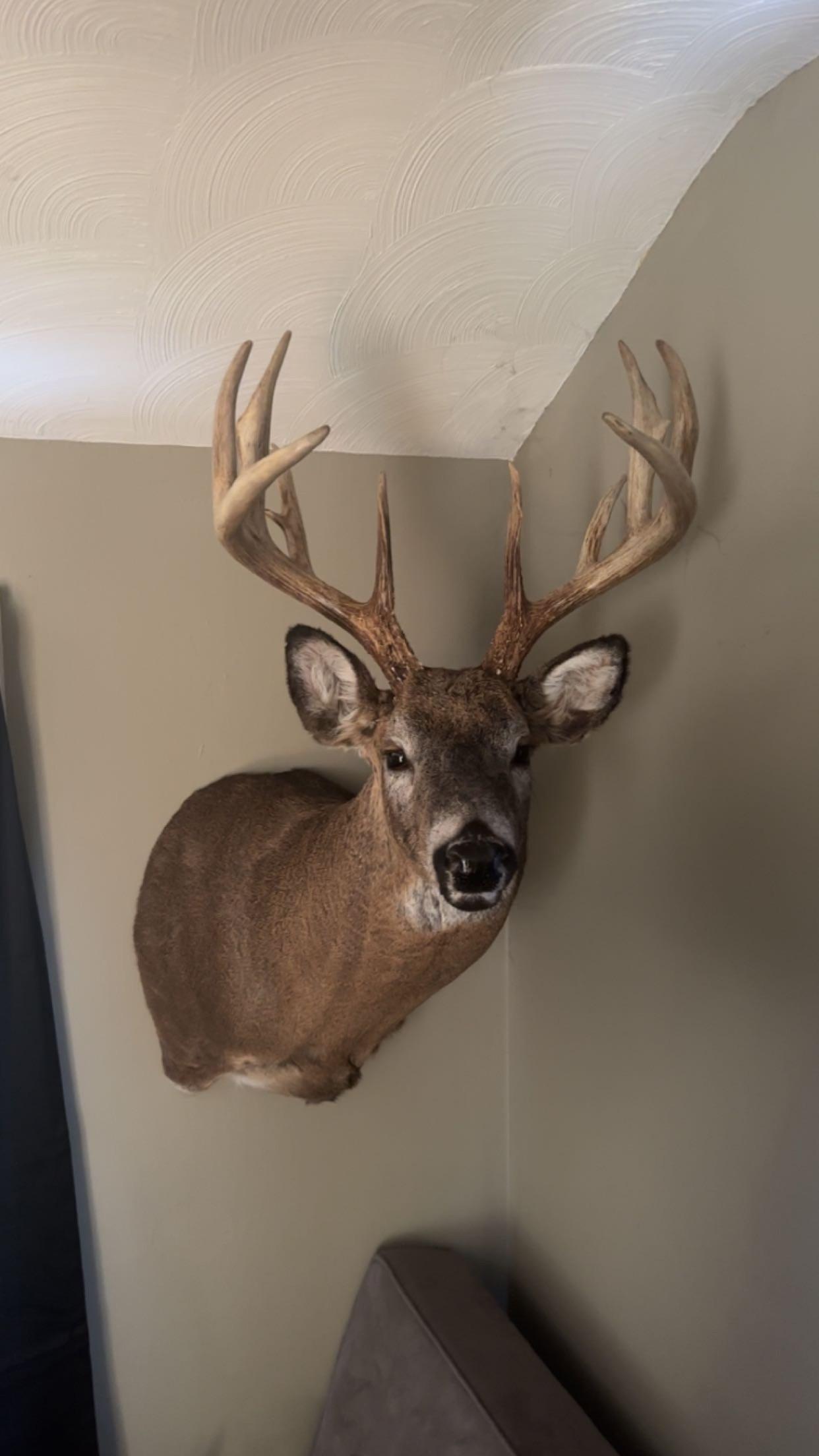 2022 Buck | Scrolller