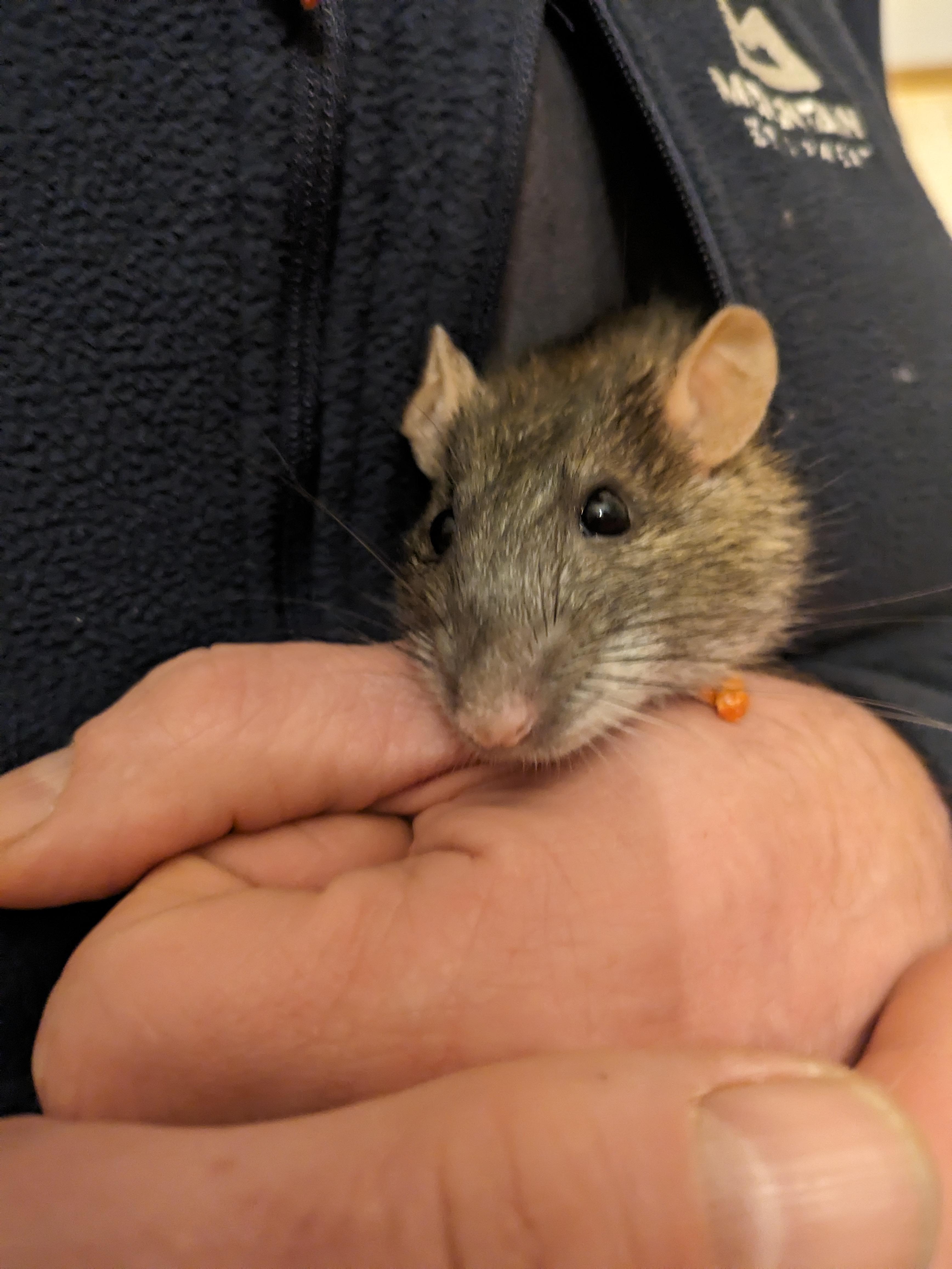 RIP Hazel | Scrolller